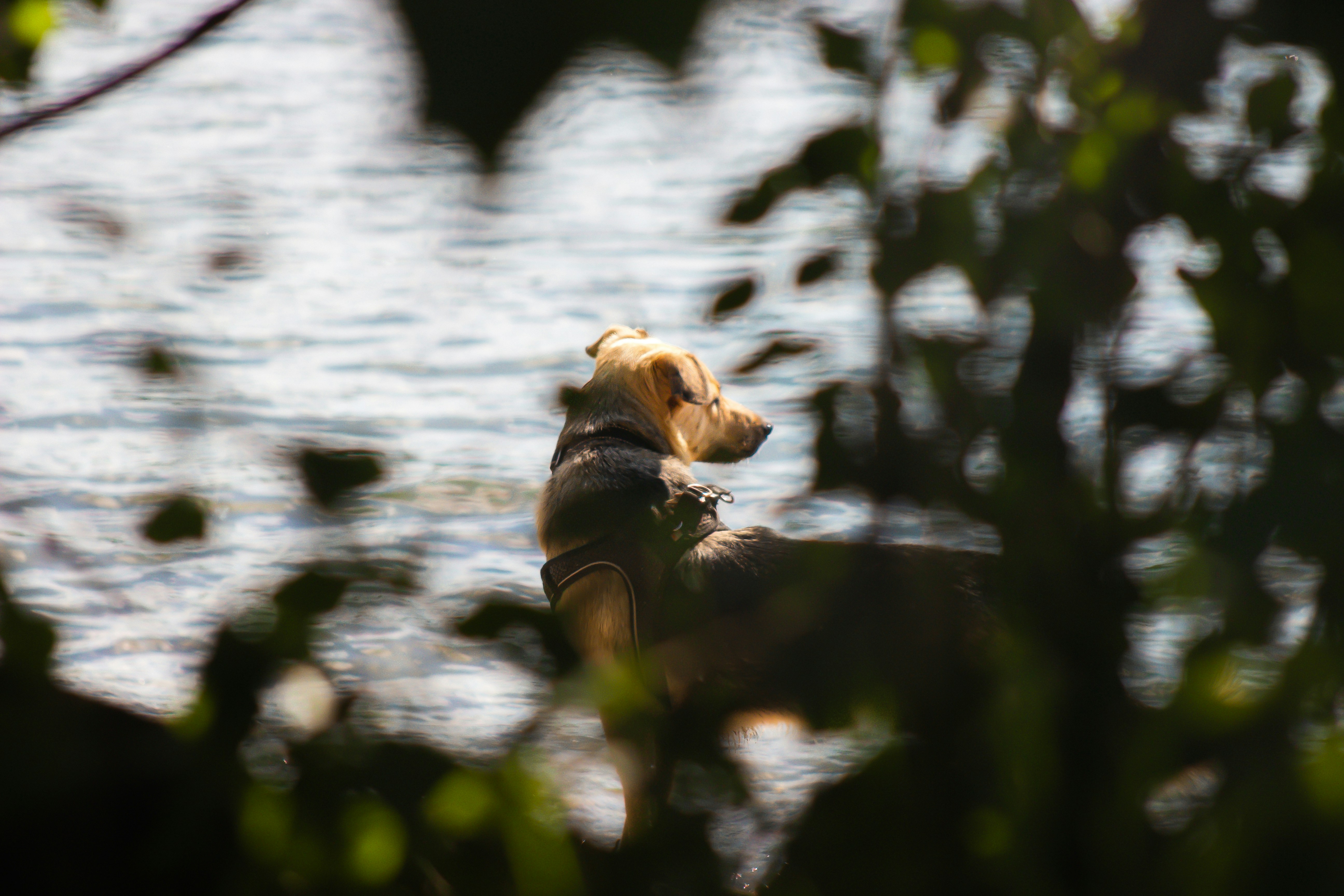 Golden Retriever silhouette at the riverbank