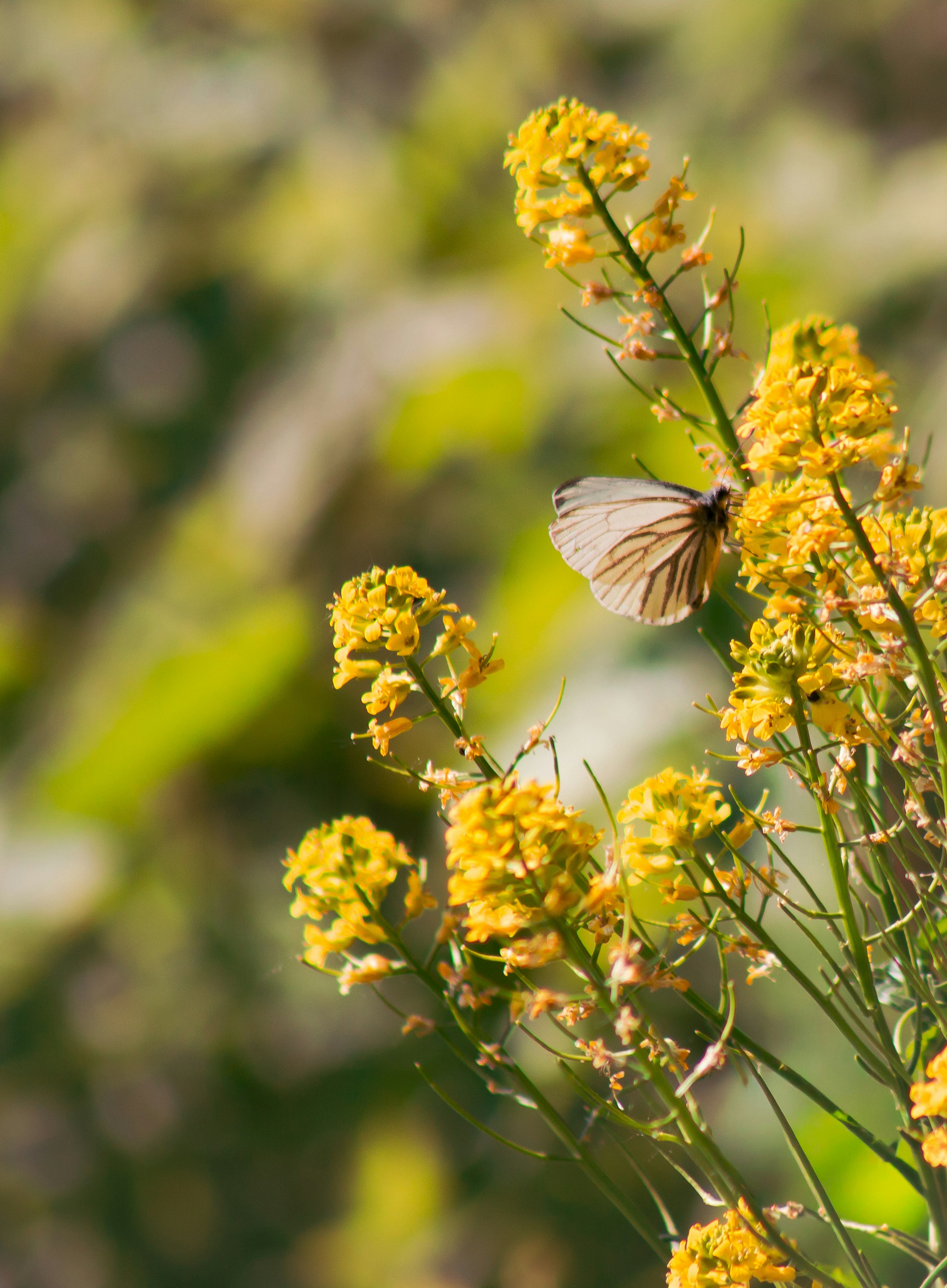 Butterfly on golden blossoms: a sunlit moment in a field of yellow blooms