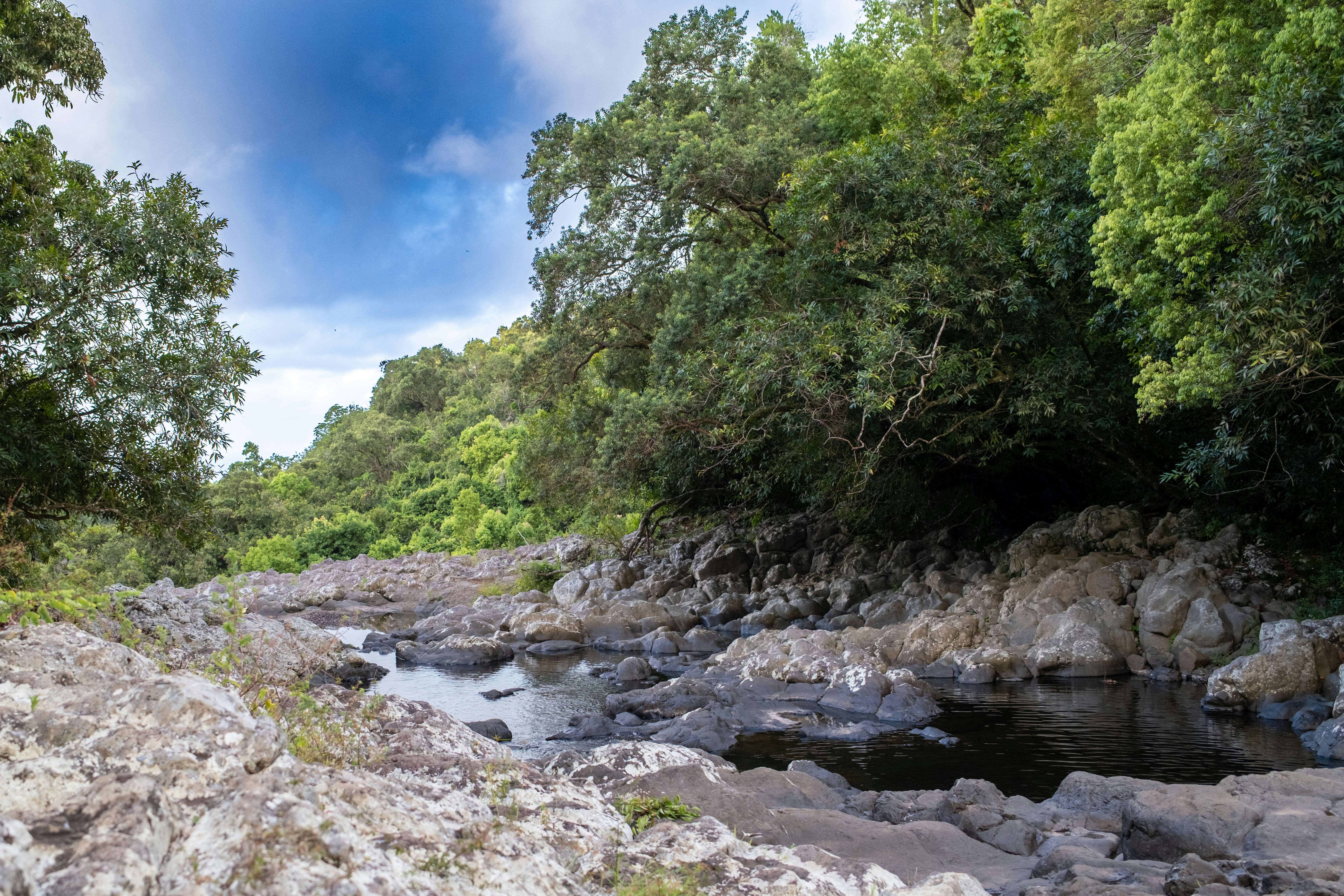 Rugged riverbank chorus: sunlit stones and emerald canopy