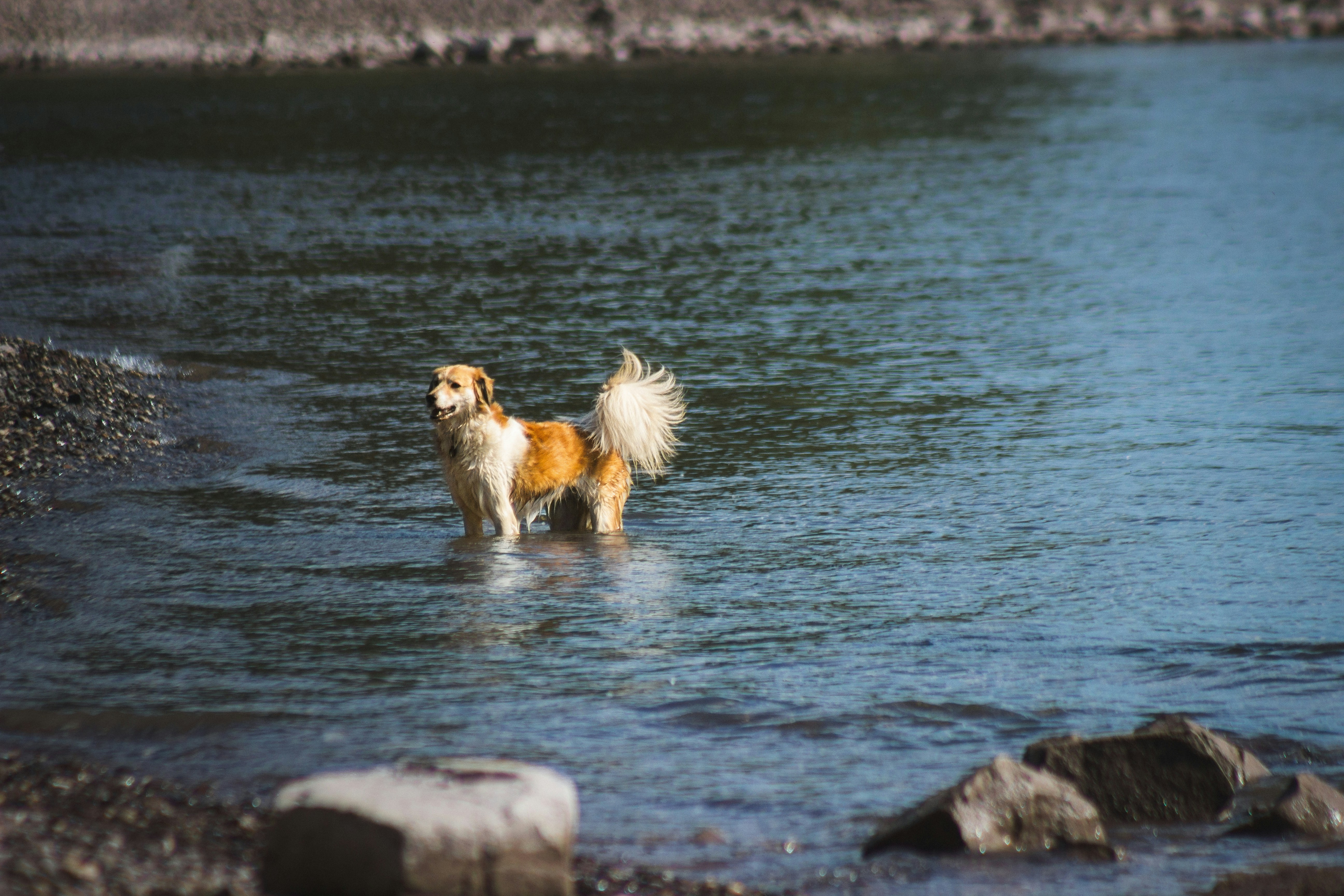 Golden Furred Wanderer in Quiet Shoreline Ripples