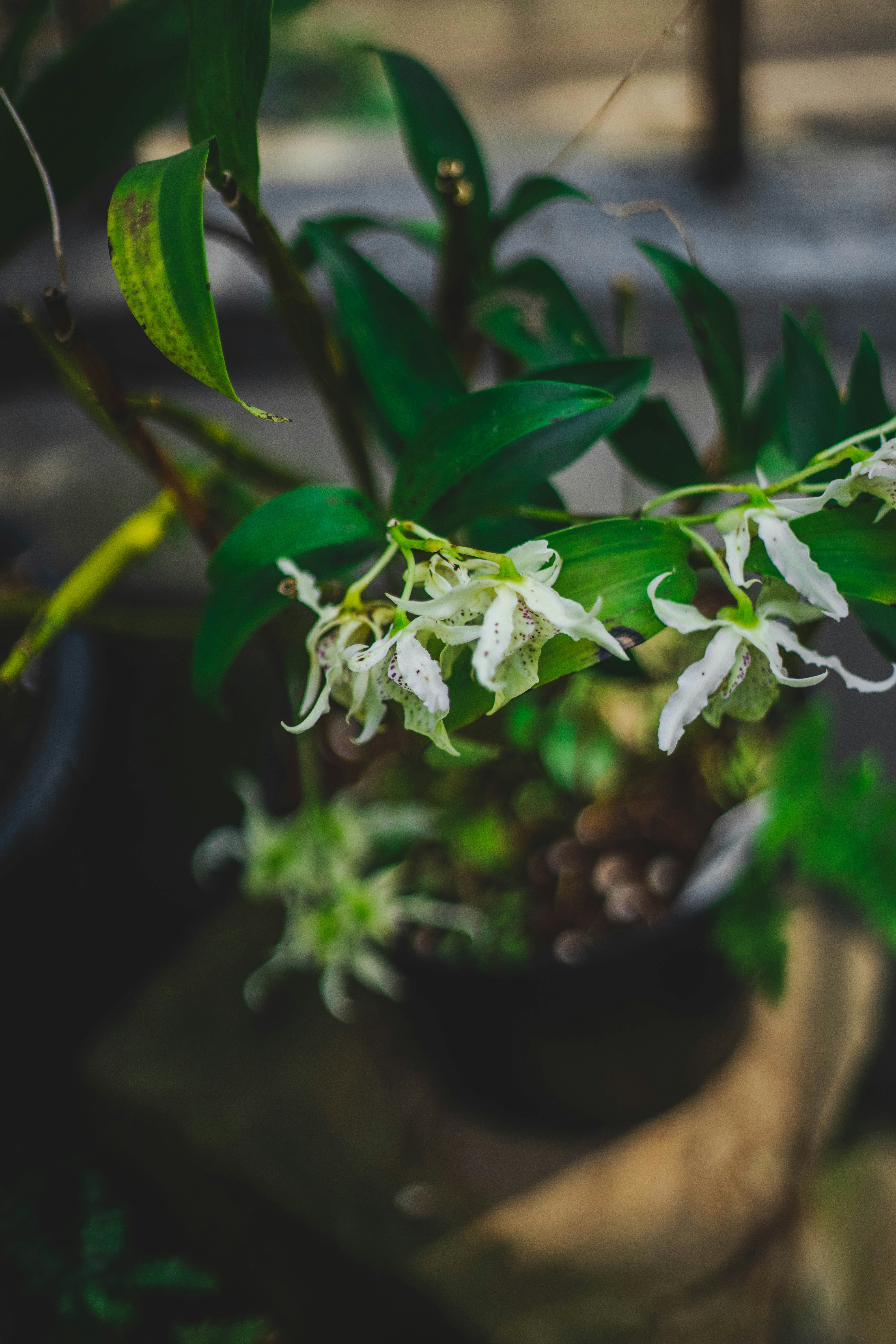 Whispers of White: Delicate orchids in a sunlit corner