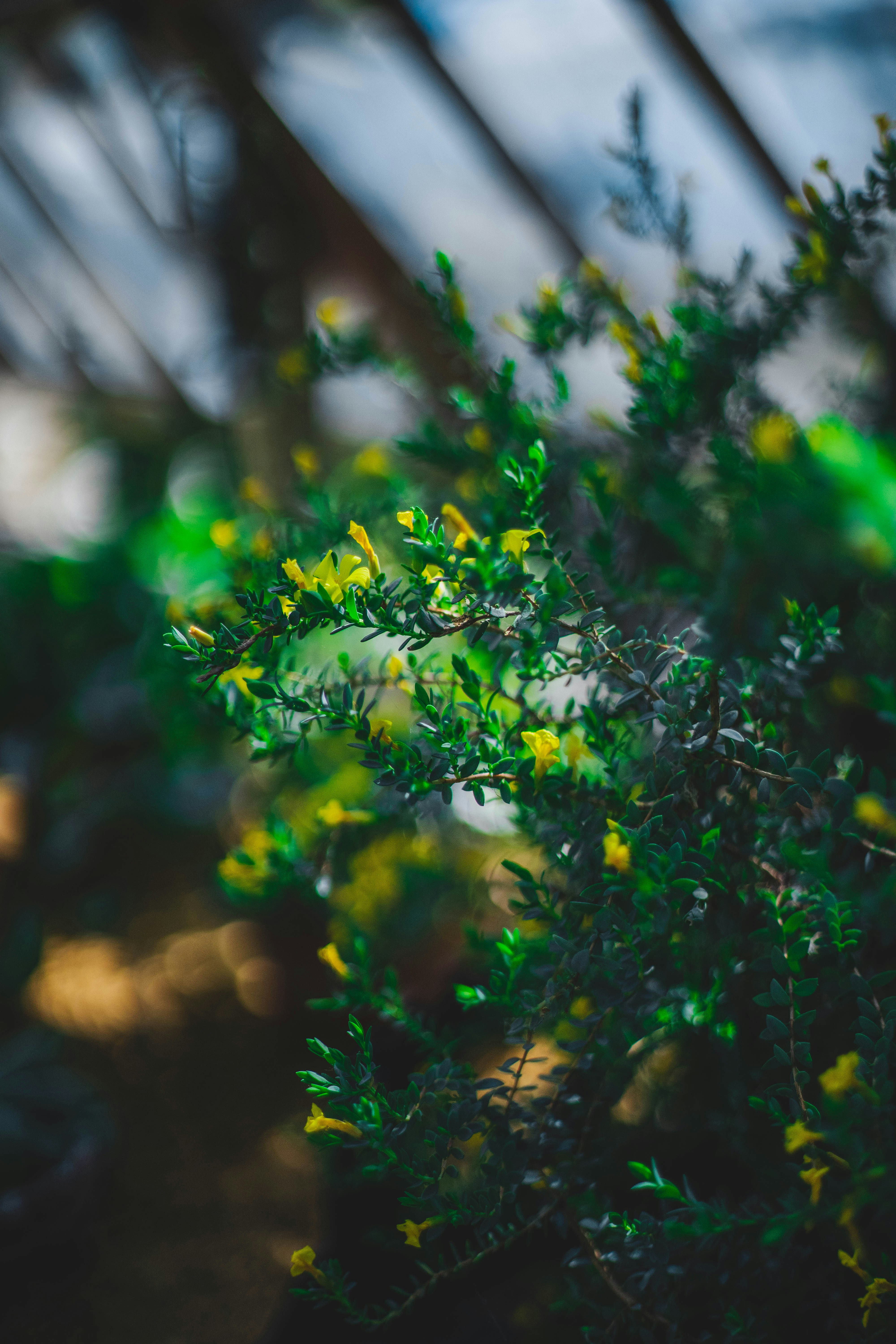 Yellow blooms among fern-like greens in soft sunlit garden