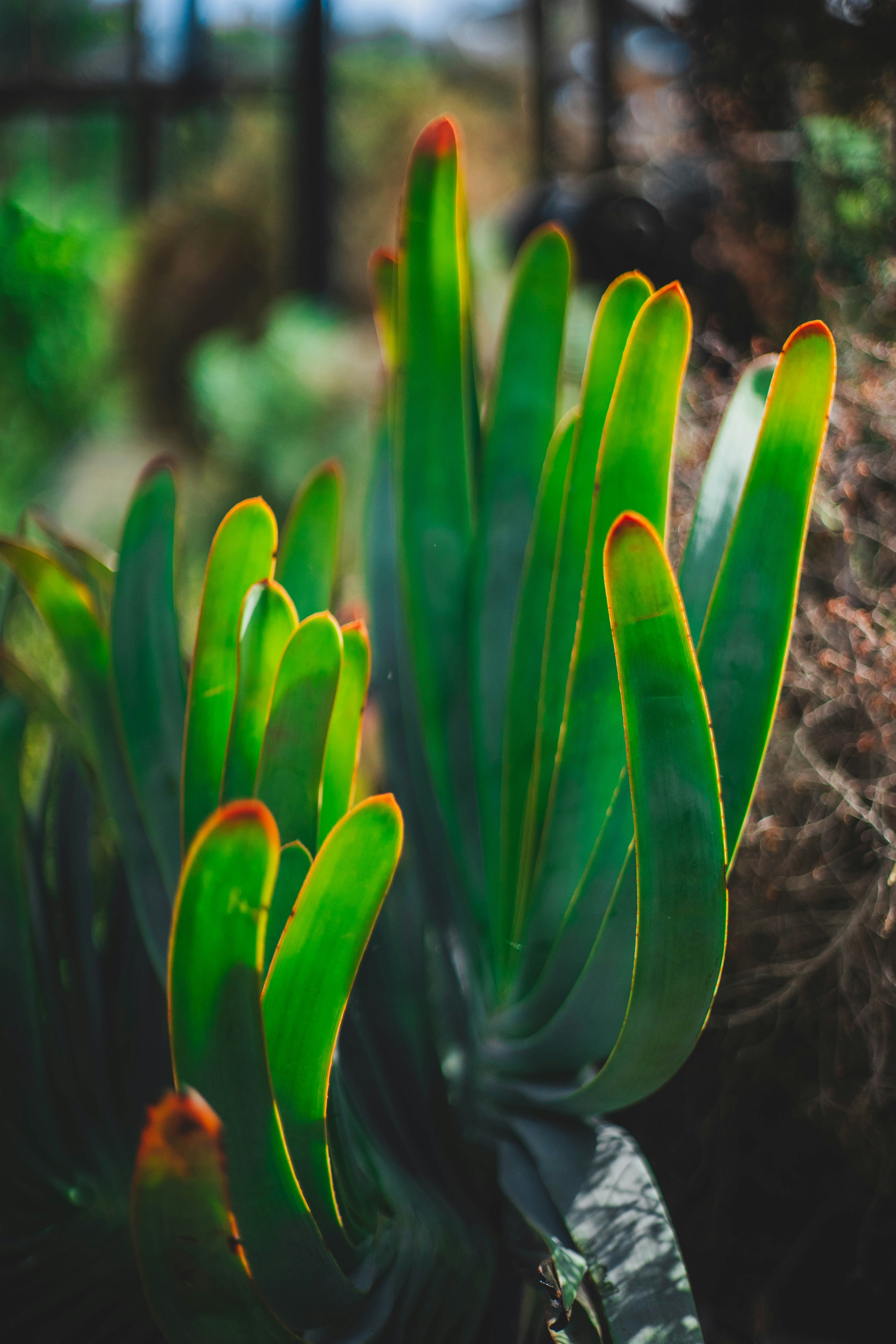 Emerald Fanfare: Neon-tipped Succulents Reach for the Light