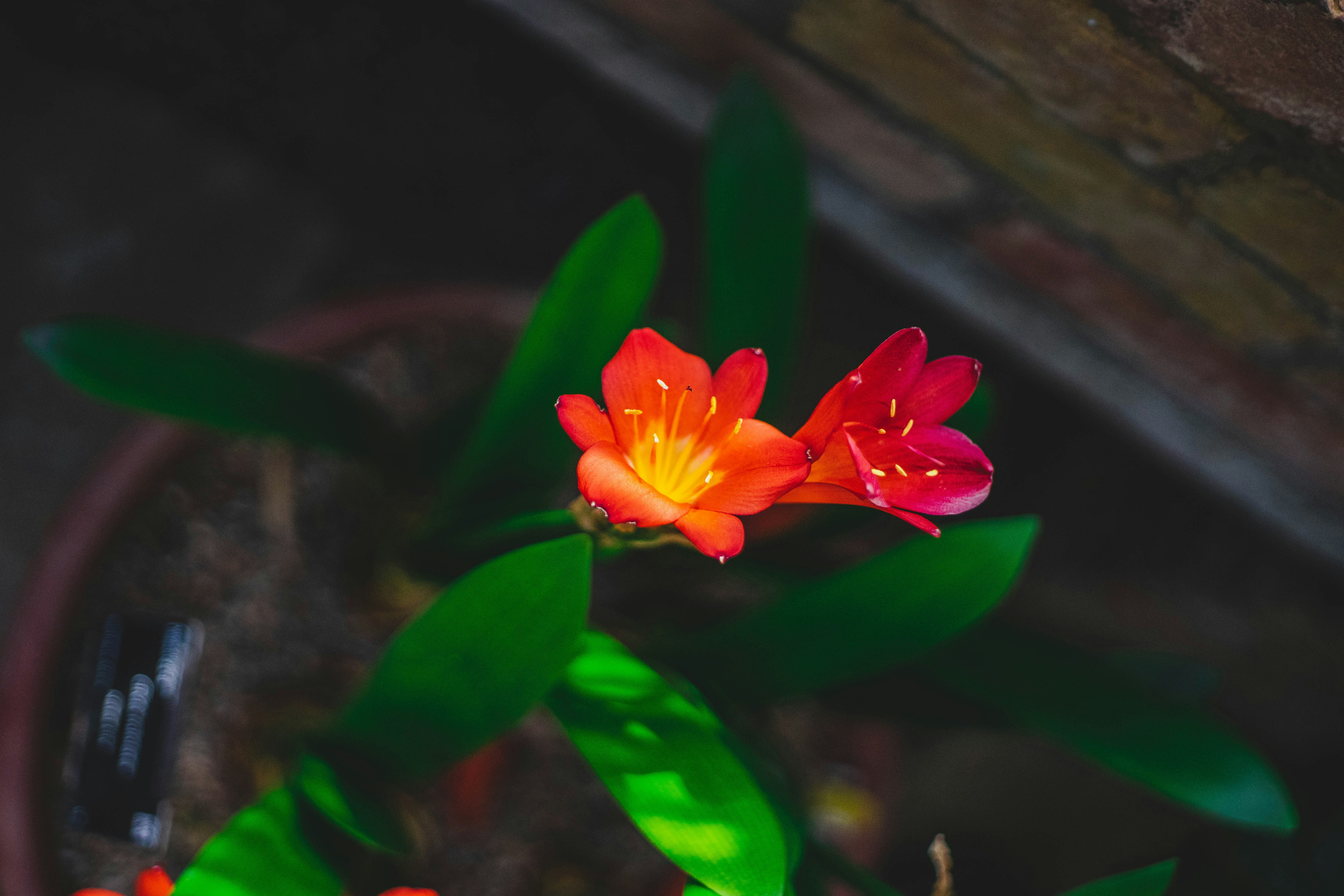 Petals in Focus: A Closeup of a Two-Tone Bloom