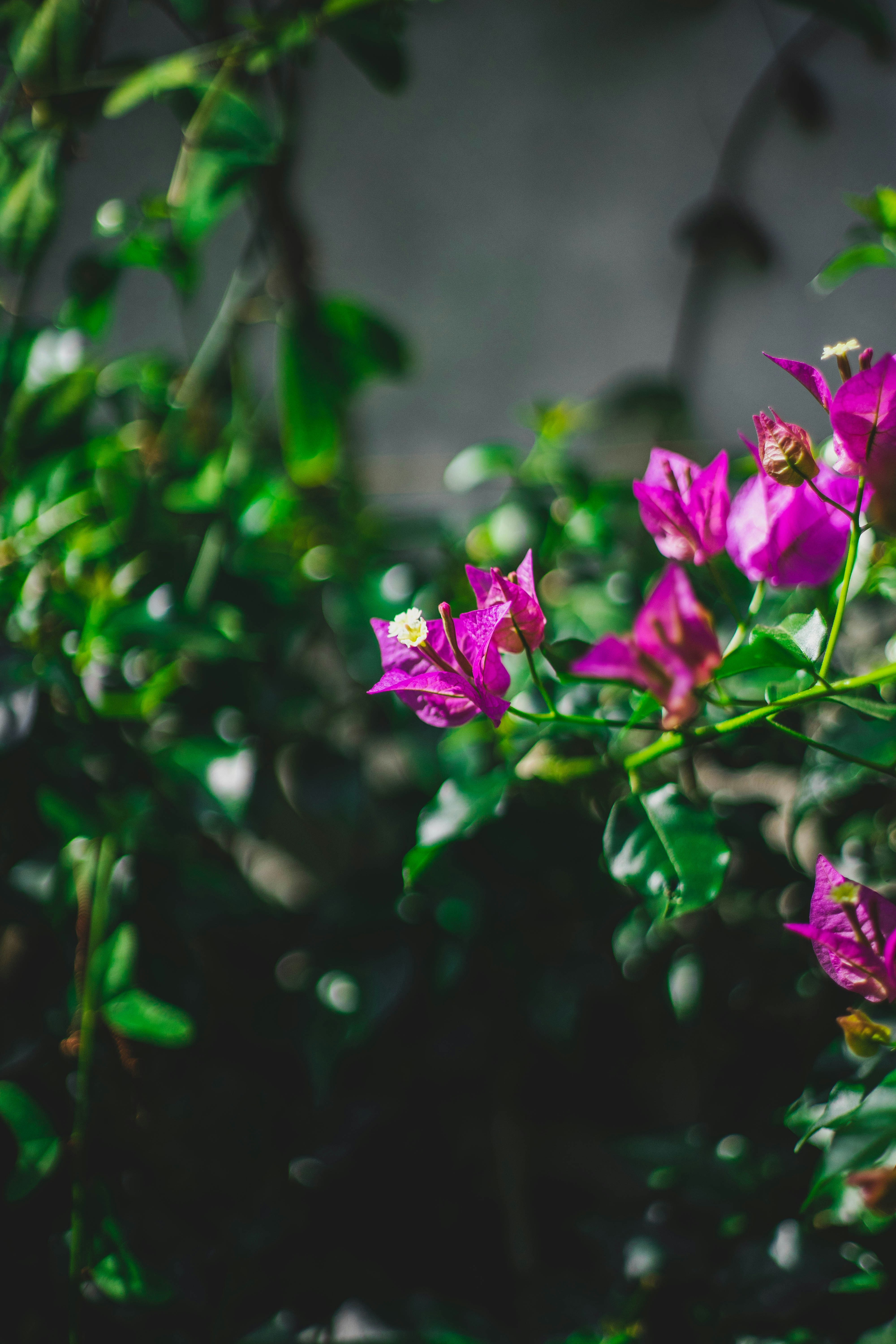 Pink Bougainvillea in Sharp Focus Against Lush Green Blur