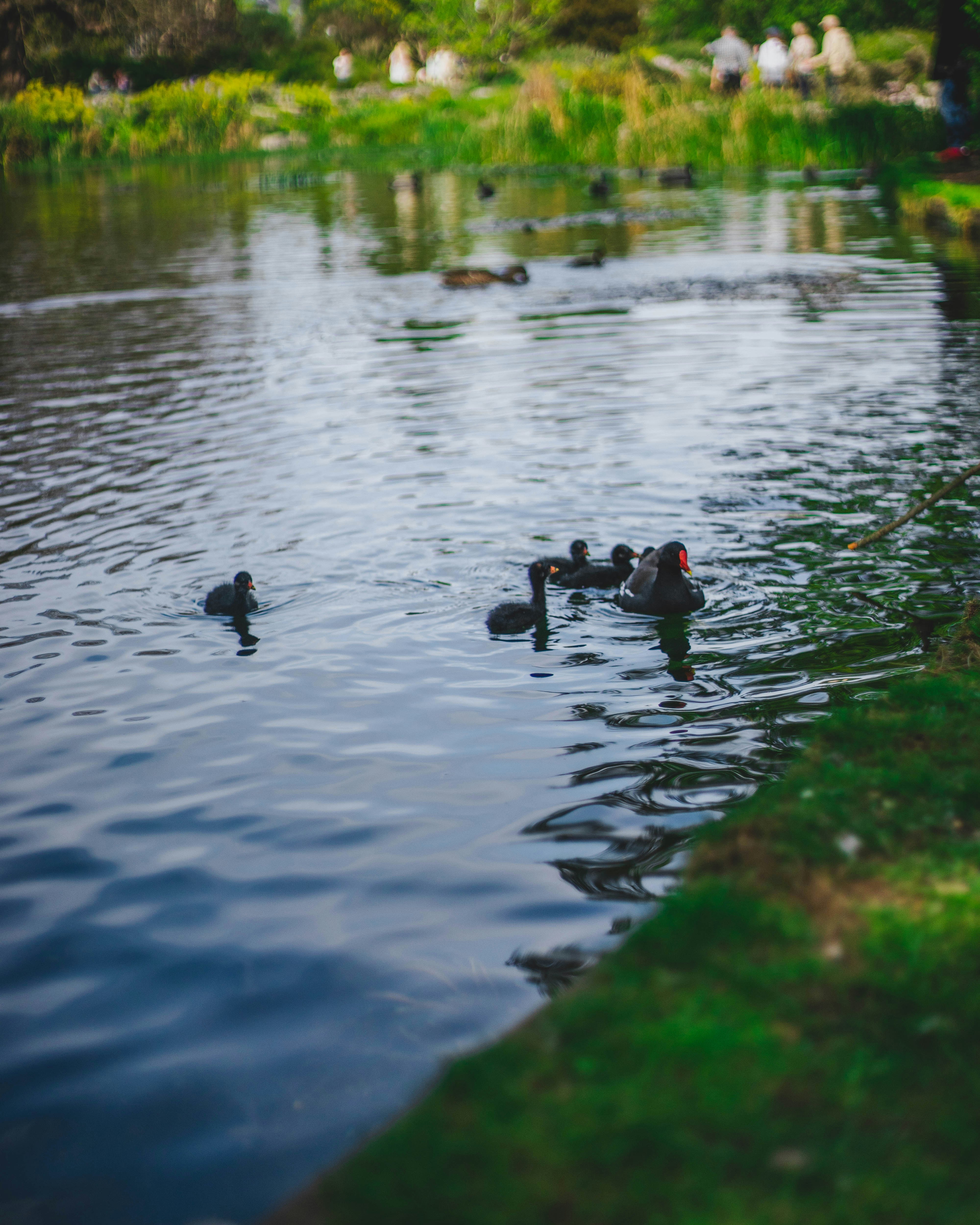 Ducks at the Park Pond: Ripples and Reflections
