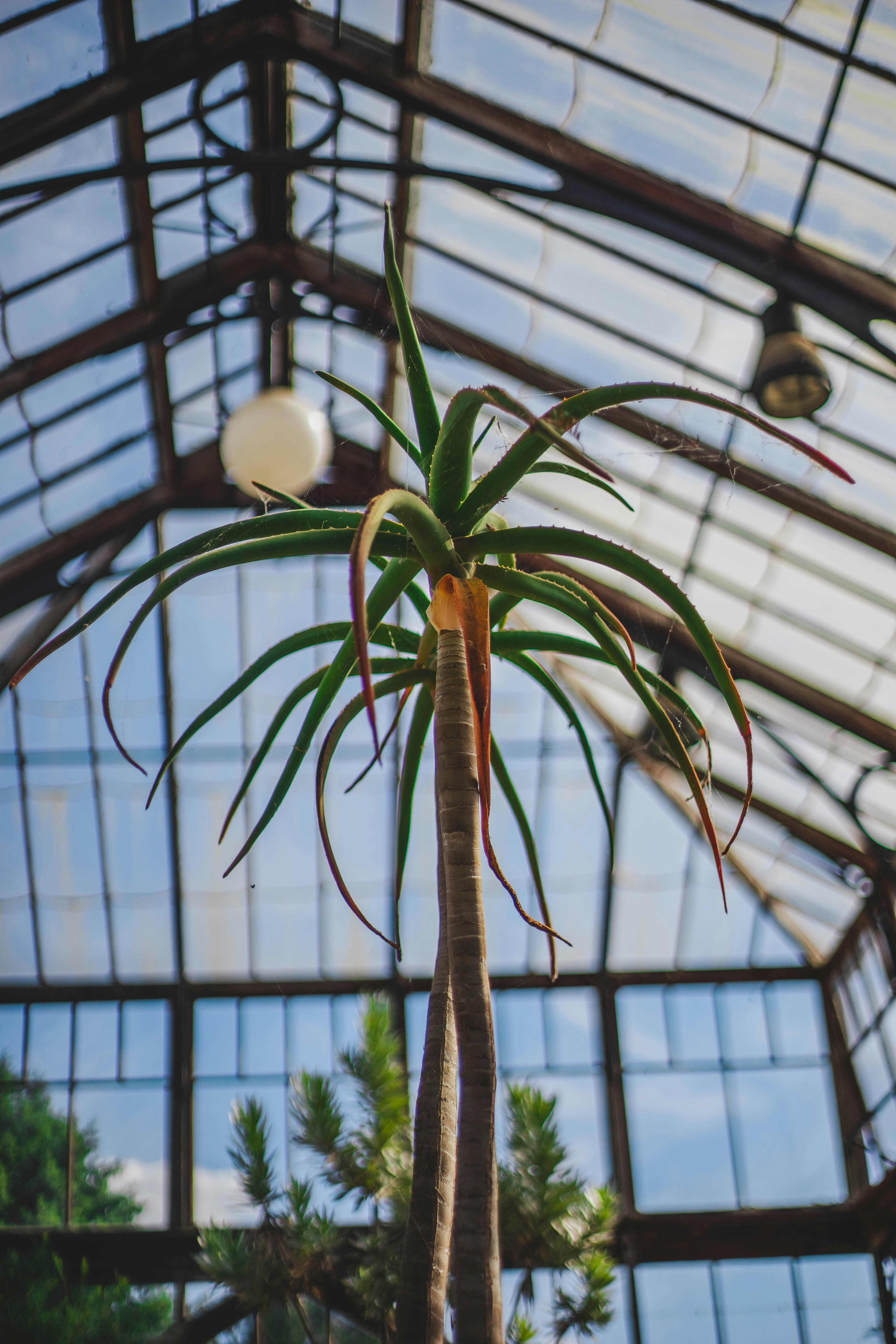 Desert Sprout in a Glasshouse: A Tall Palm Reaches Toward the Glass Ceiling