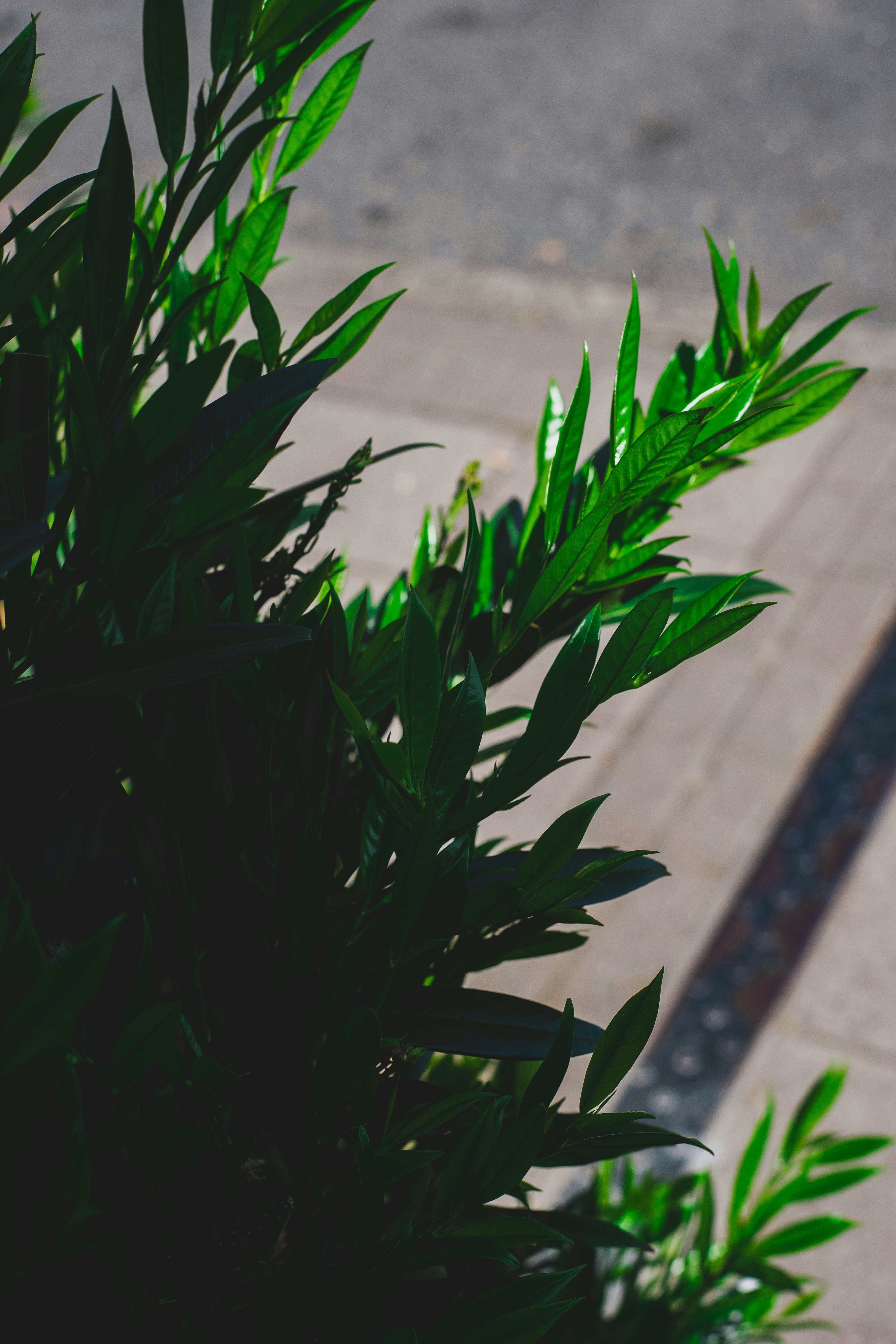 Emerald Leaves in Sharp Focus Along the Sidewalk Edge