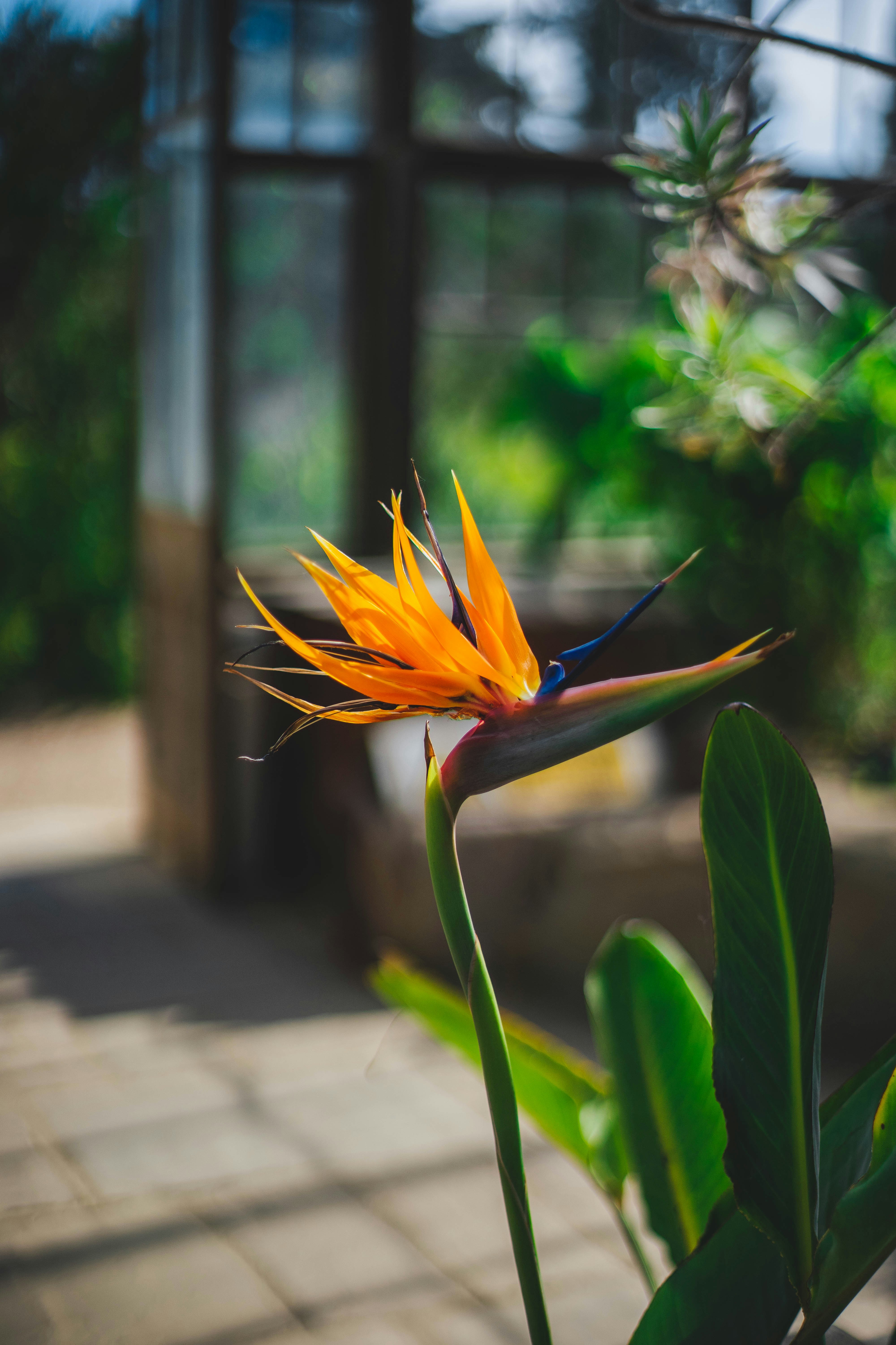 Orange Bird of Paradise Reaches Toward the Sunlit Conservatory