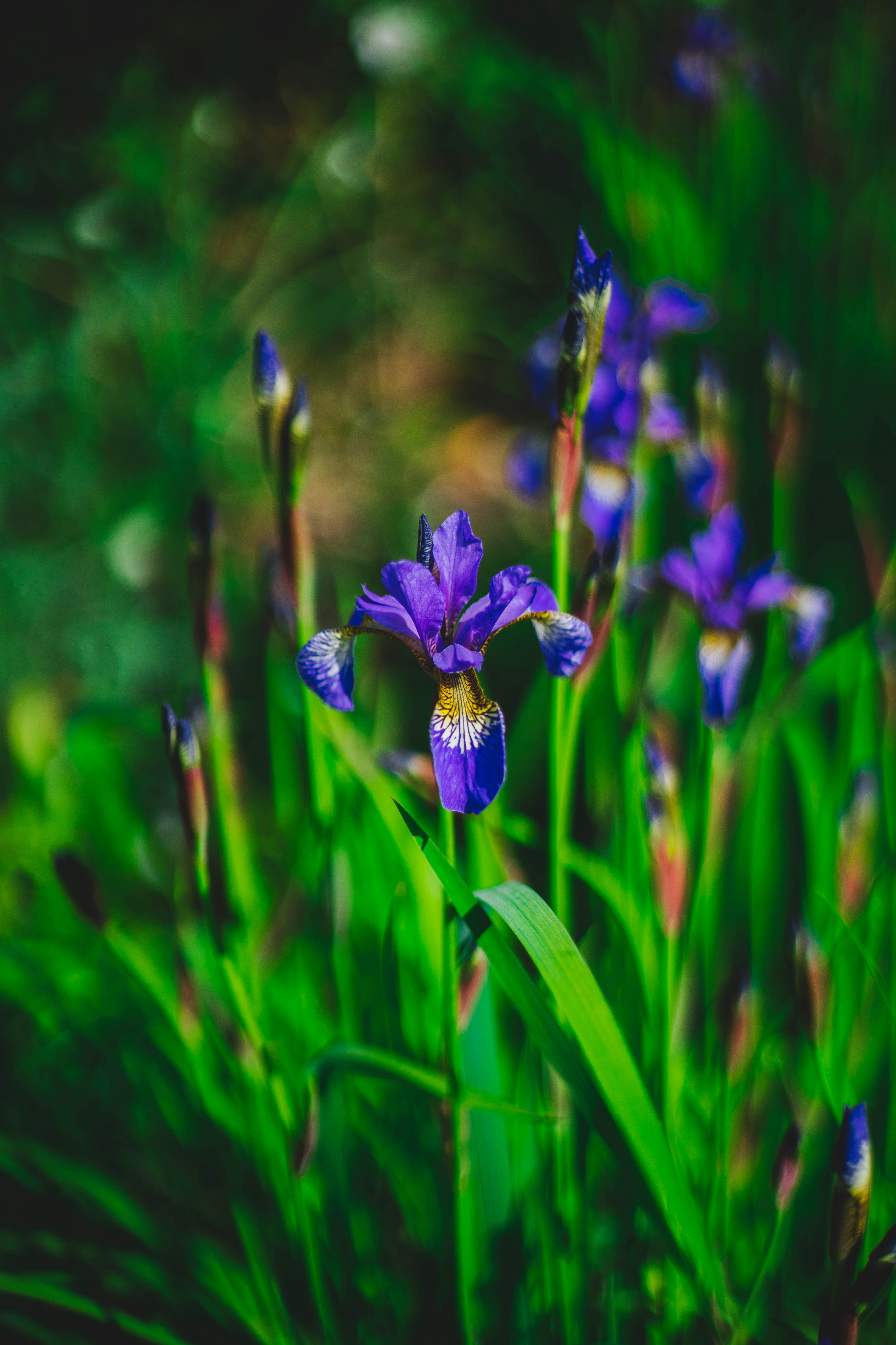 Violet Iris Symphony in a Sea of Green