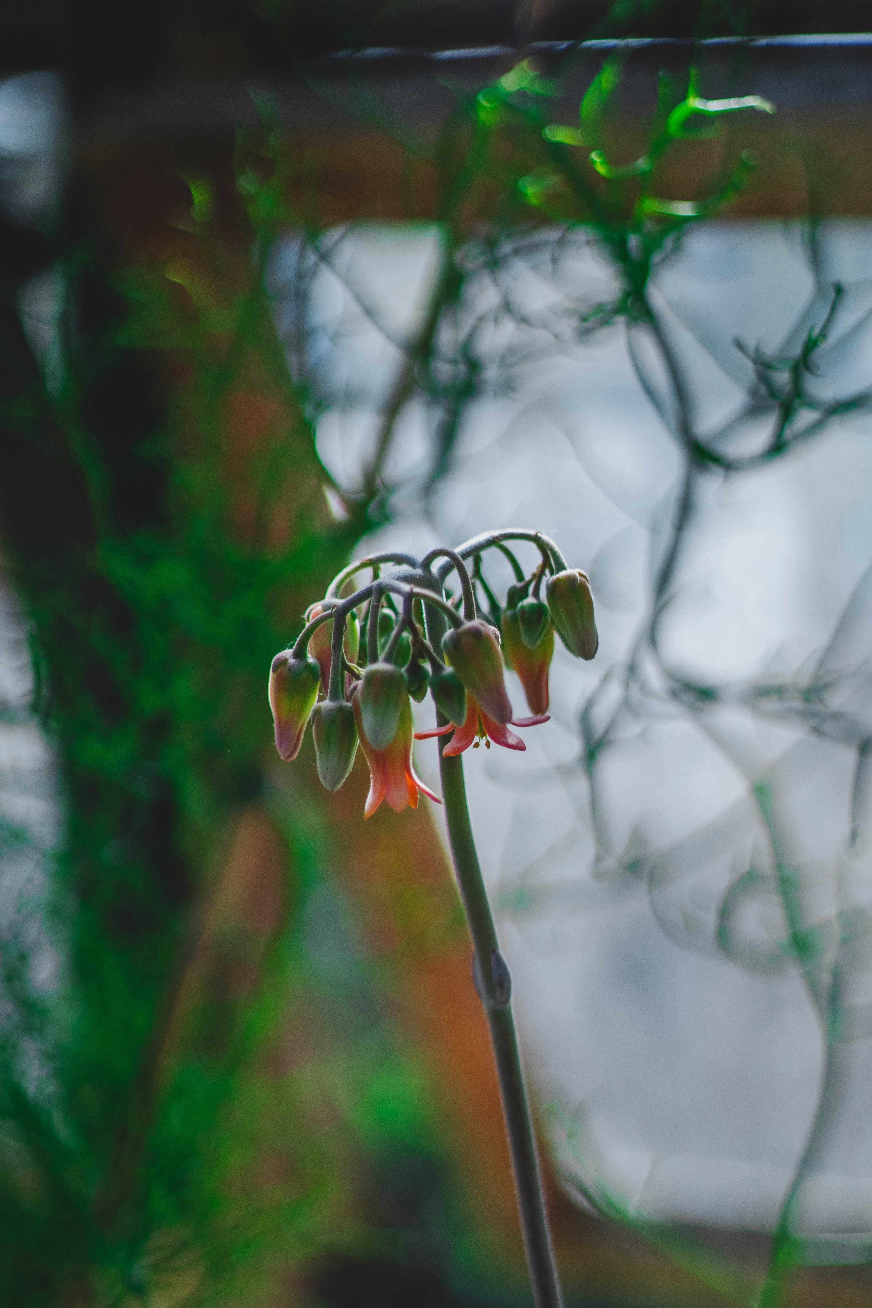 Nudged Bloom: a solitary stem with pink-tinged bells amid muted garden greens