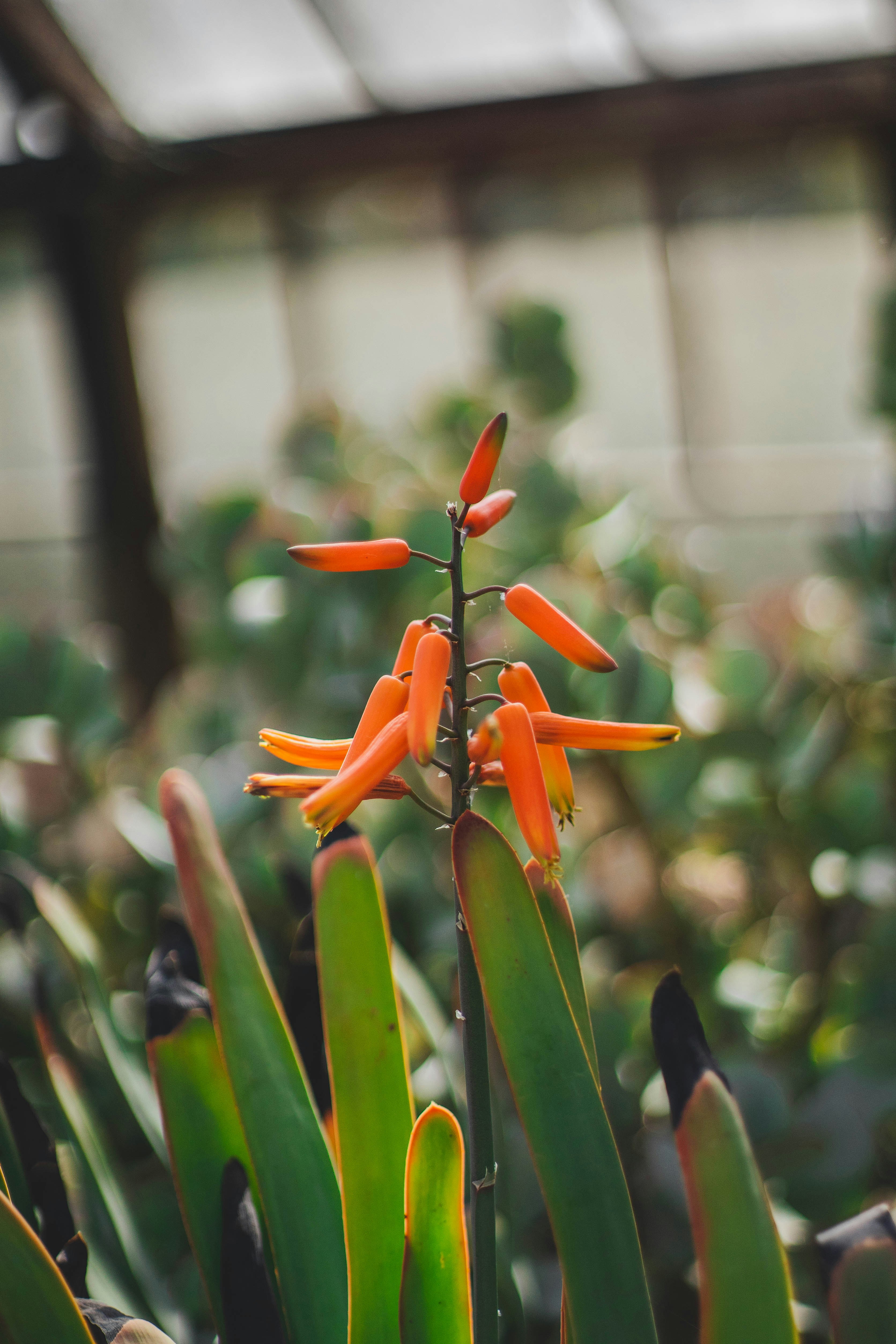 Orange Torchflowers Reaching Toward a Soft Backlit Sky