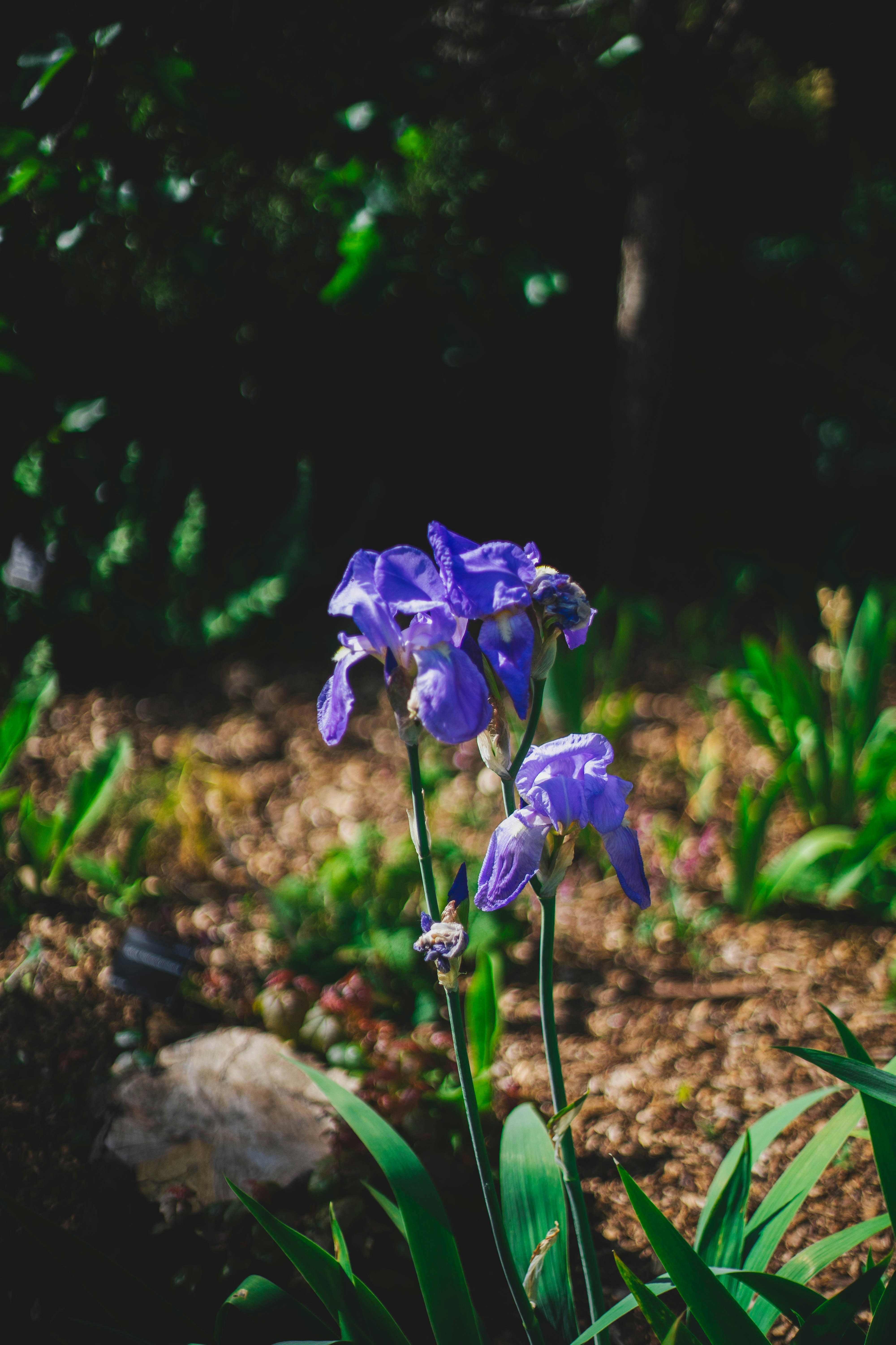 Iris in Dappled Shade