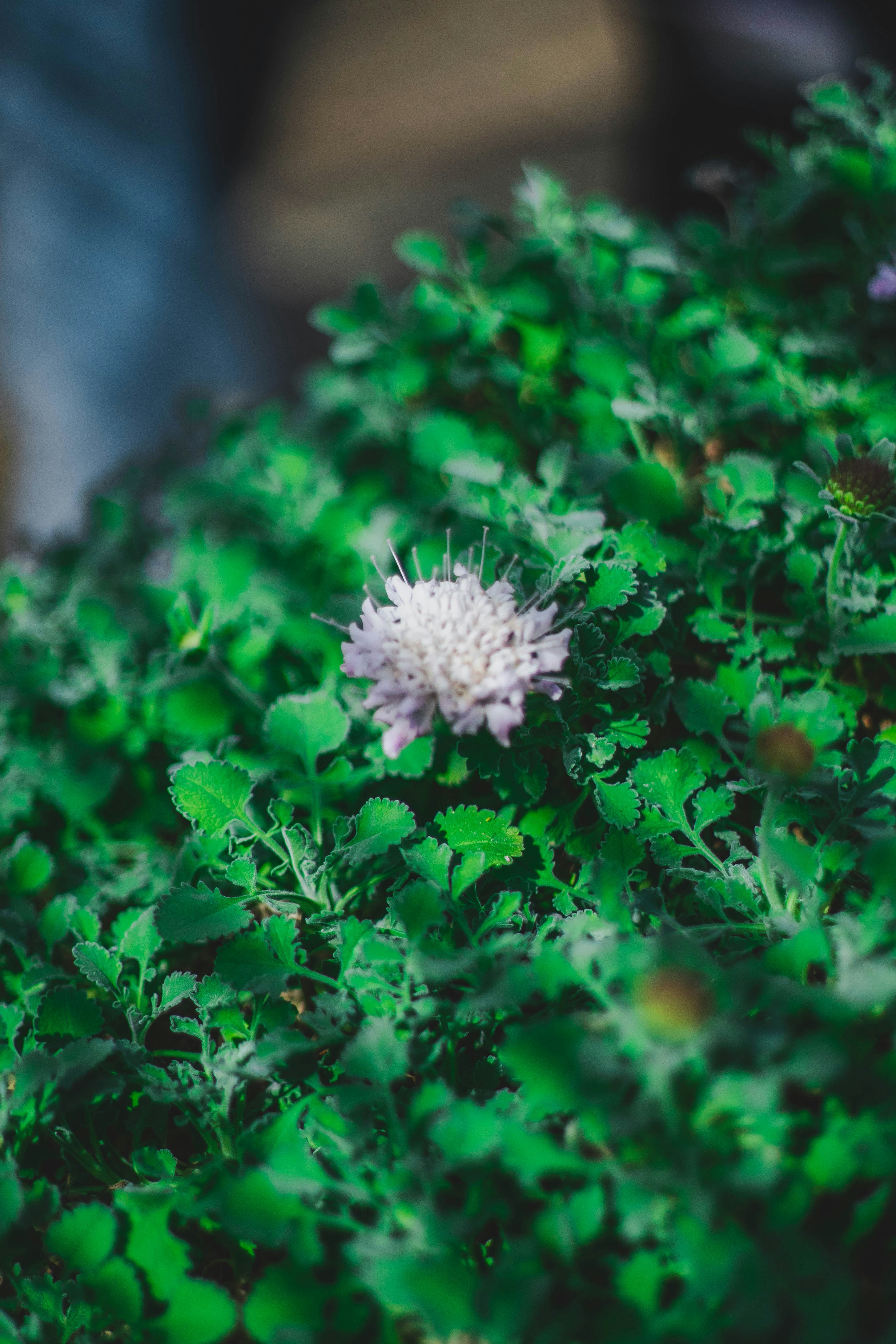 White-petaled bloom peeking through emerald leaves