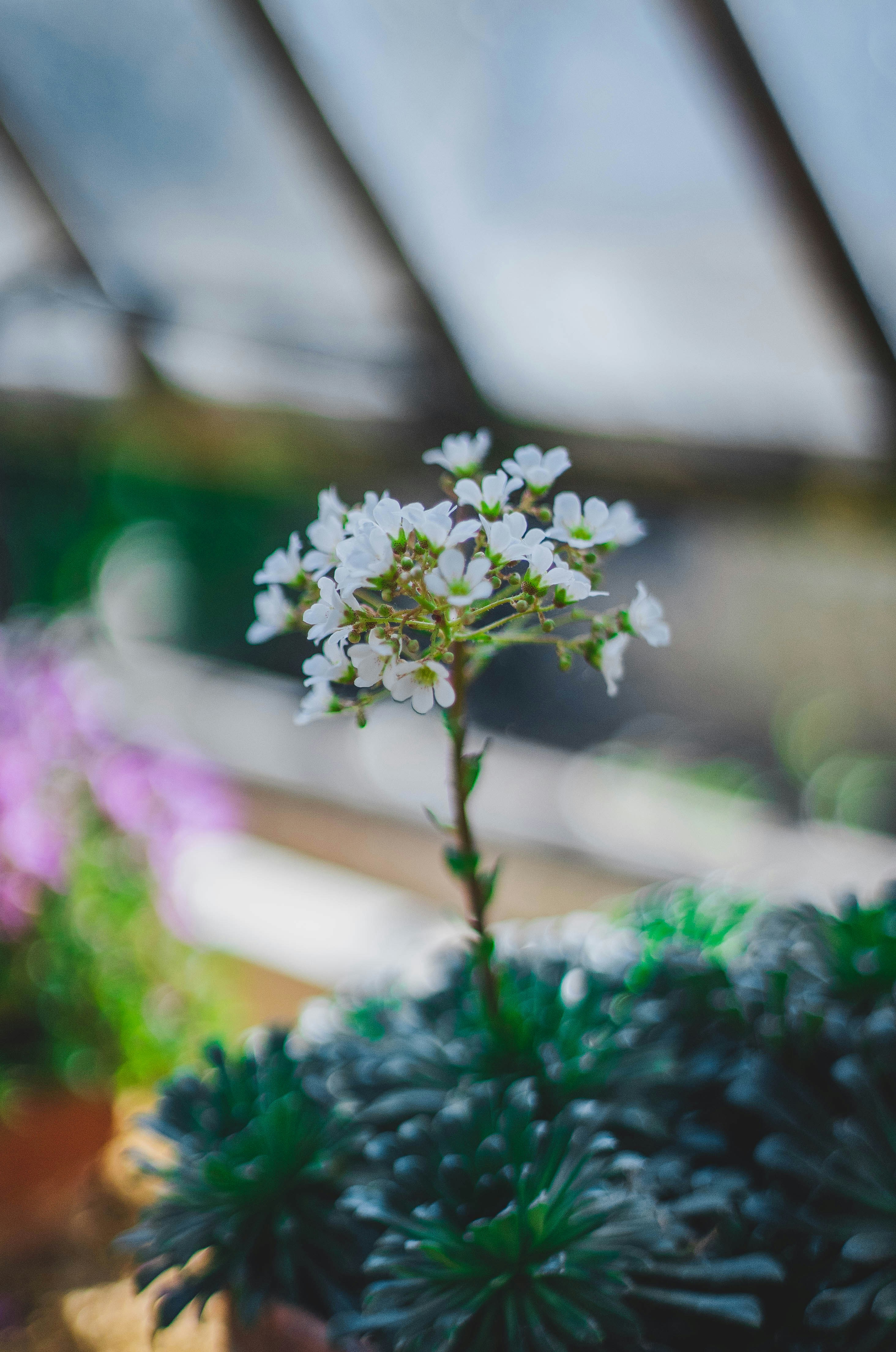 White-flowered stem in a sunlit greenhouse crowding with succulents