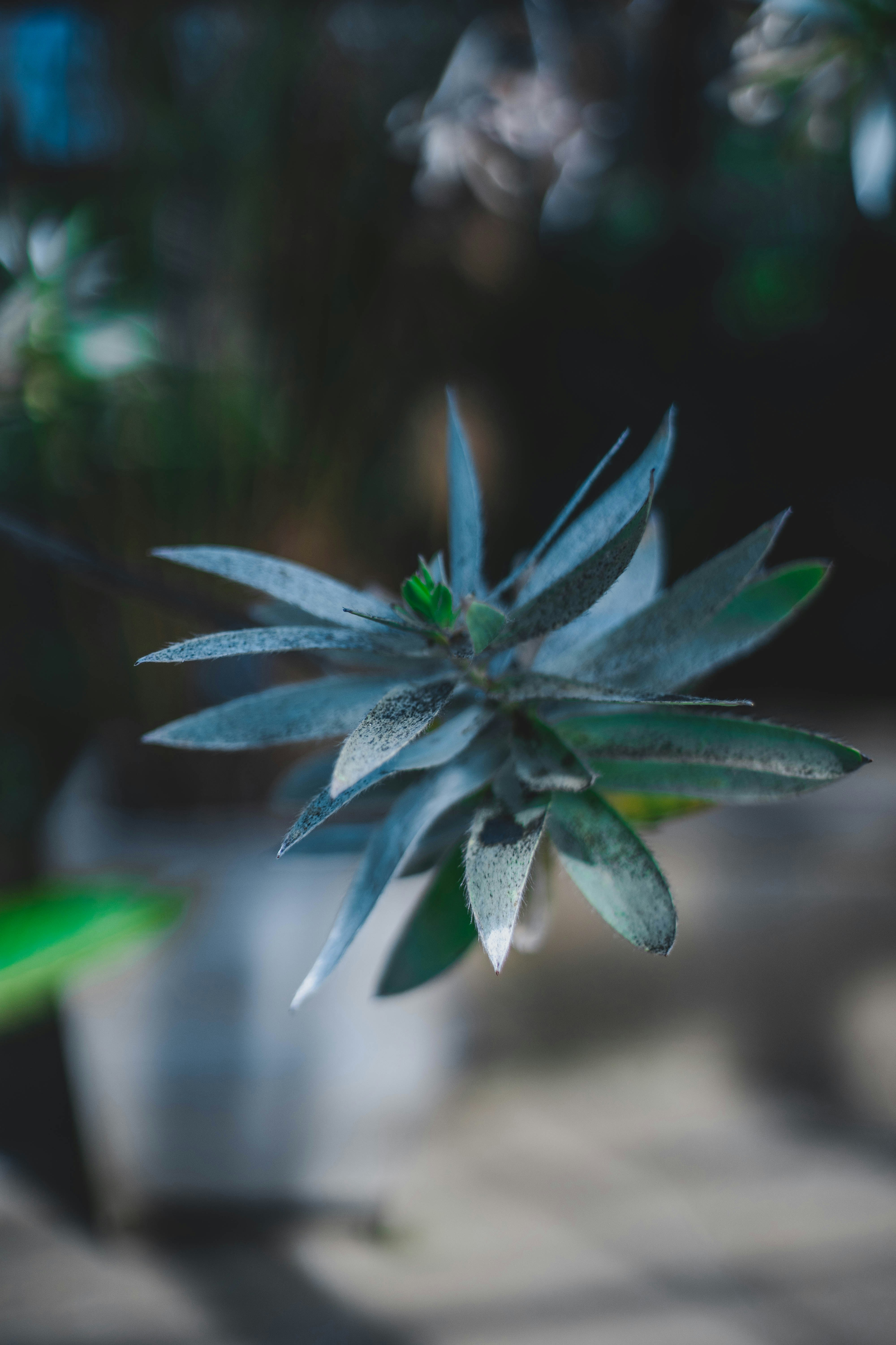 A close-up of blue-green succulent fronds in soft garden light