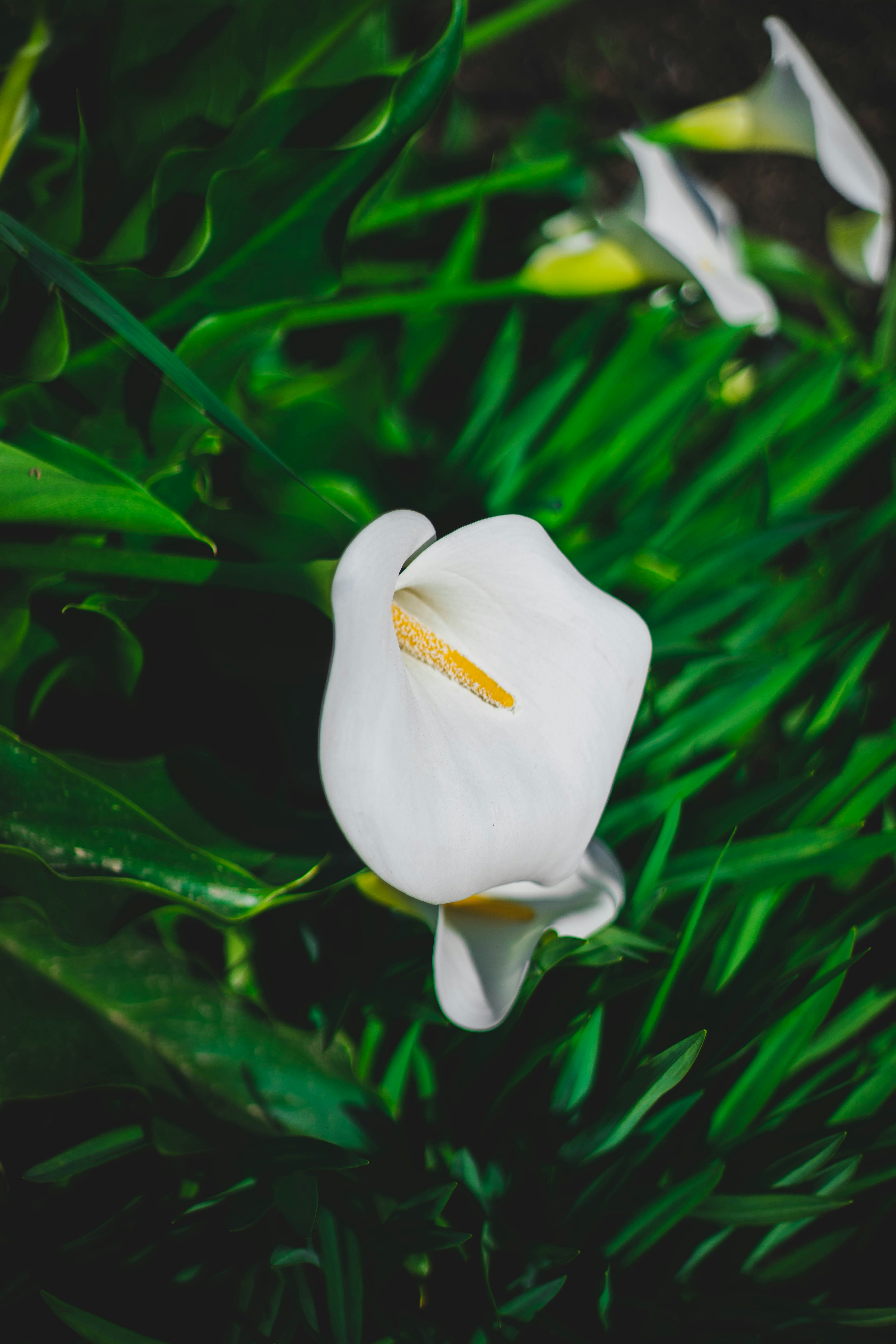 Pure White Bloom Amid Emerald Fronds