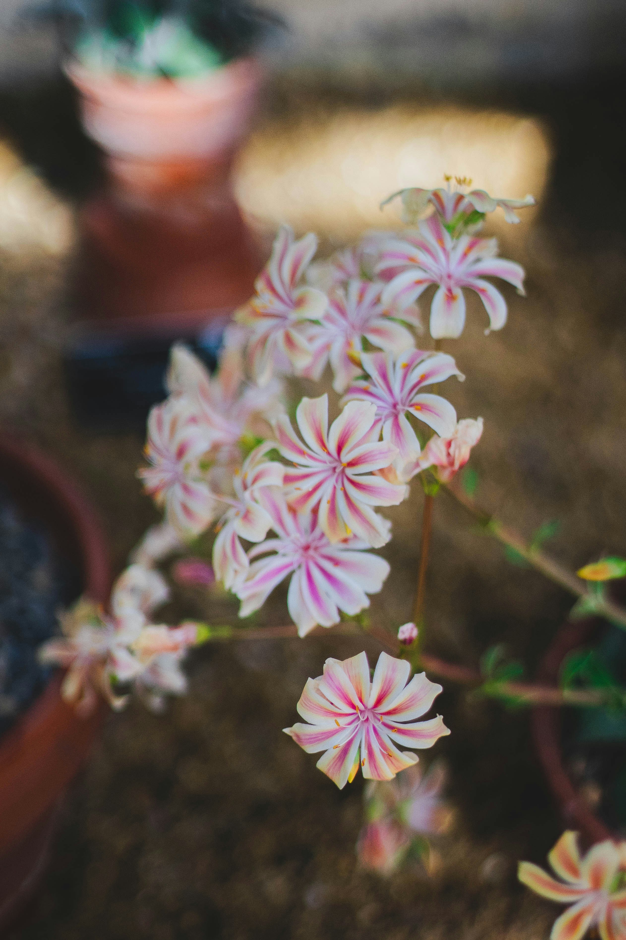 Soft Focus Blooms: A Gentle Cascade of Pink-White Petals