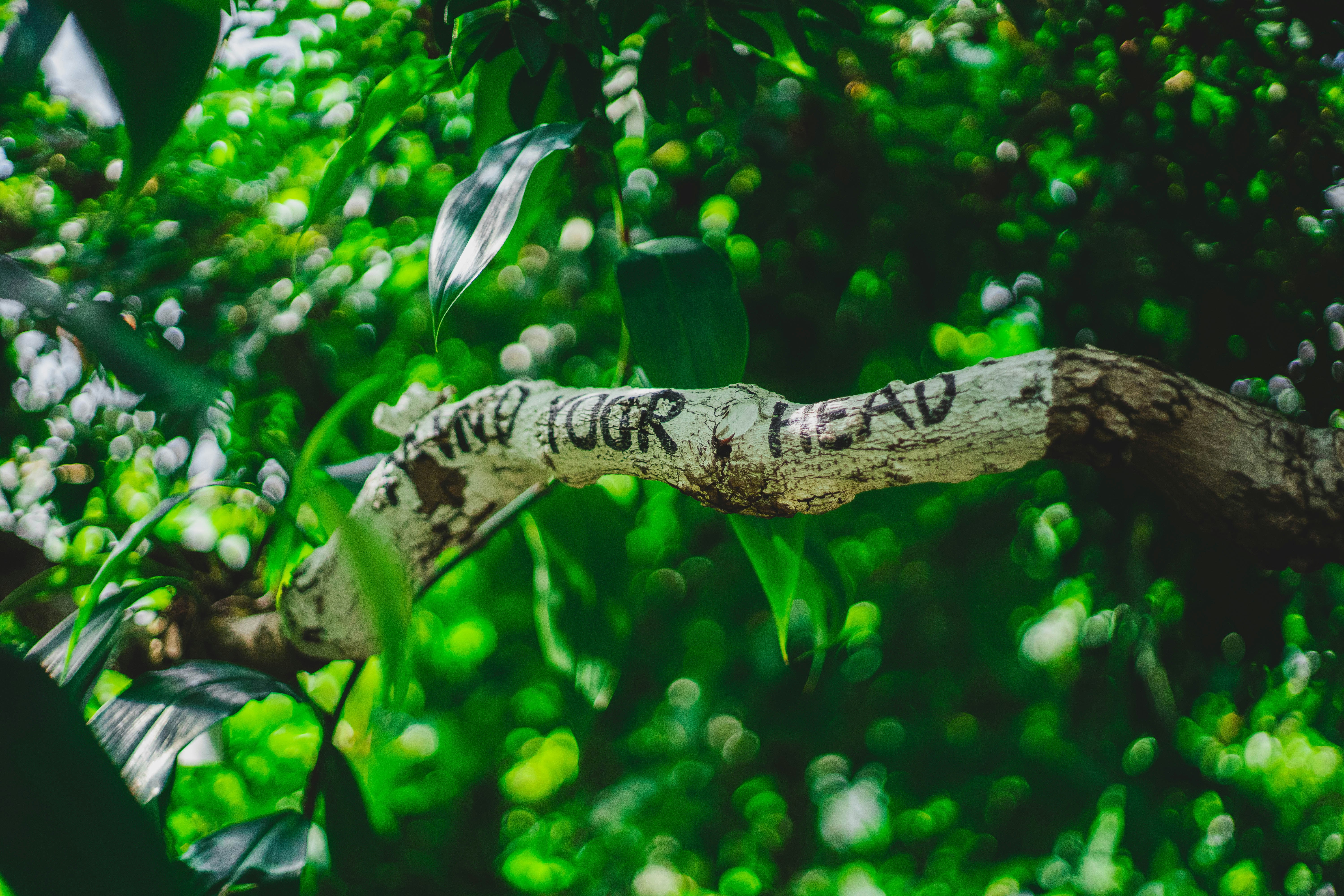Whispering Bark: A Tree Branch Inscribed in Sunlit Canopy