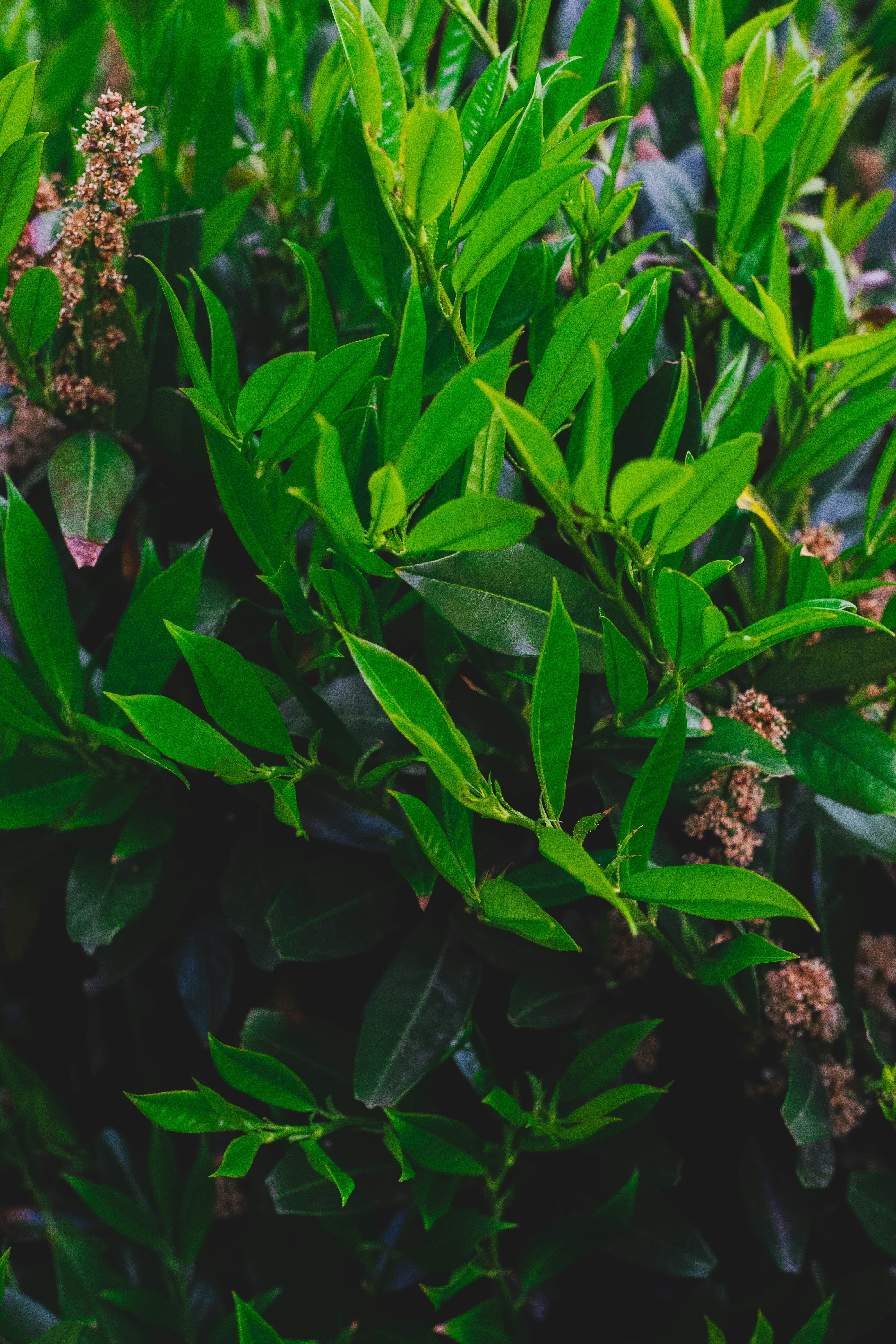 Emerald Foliage in Soft Focus Sunlight
