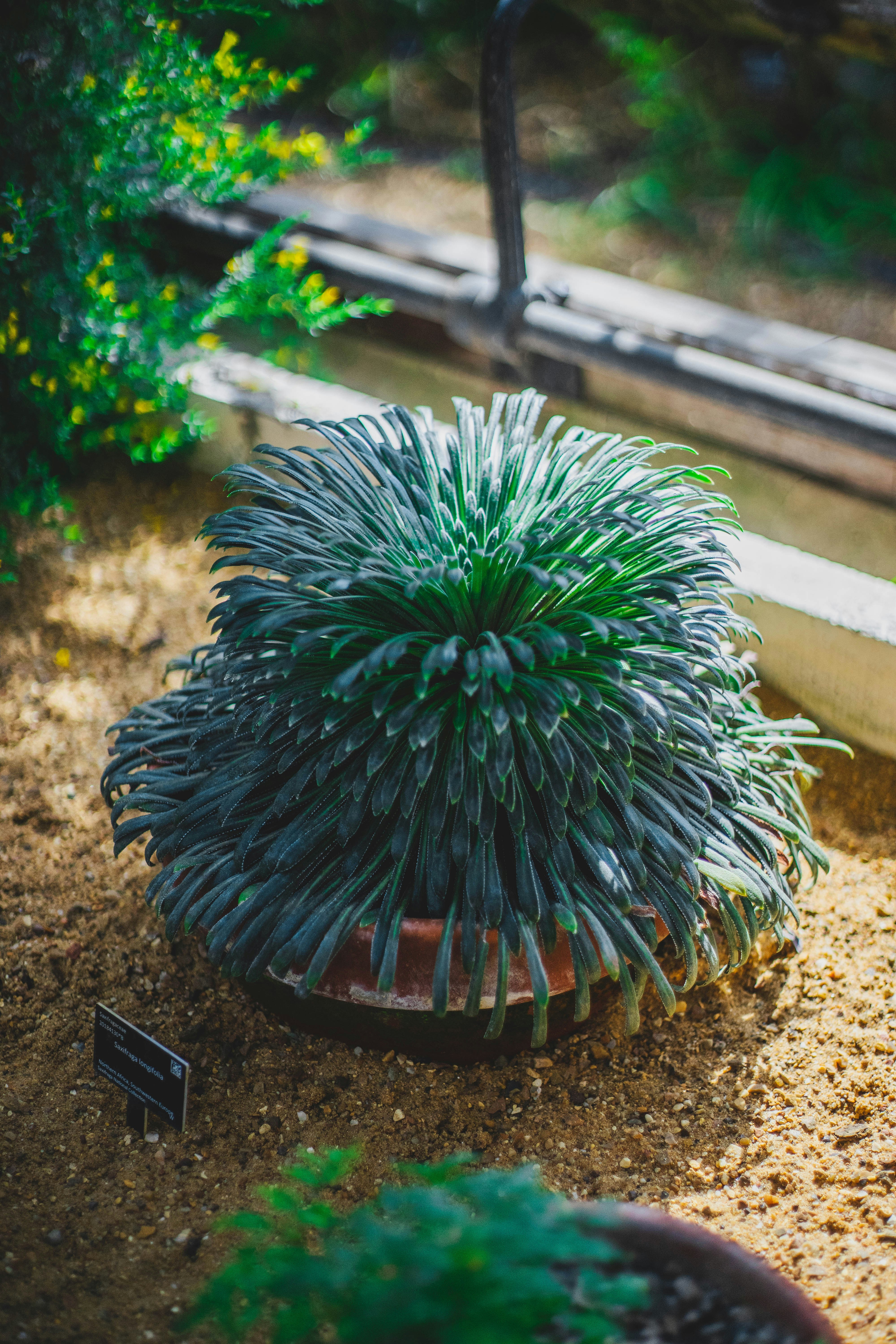 Crowned in Green: A Sculptural Plant Dominates a Deserted Garden Bed