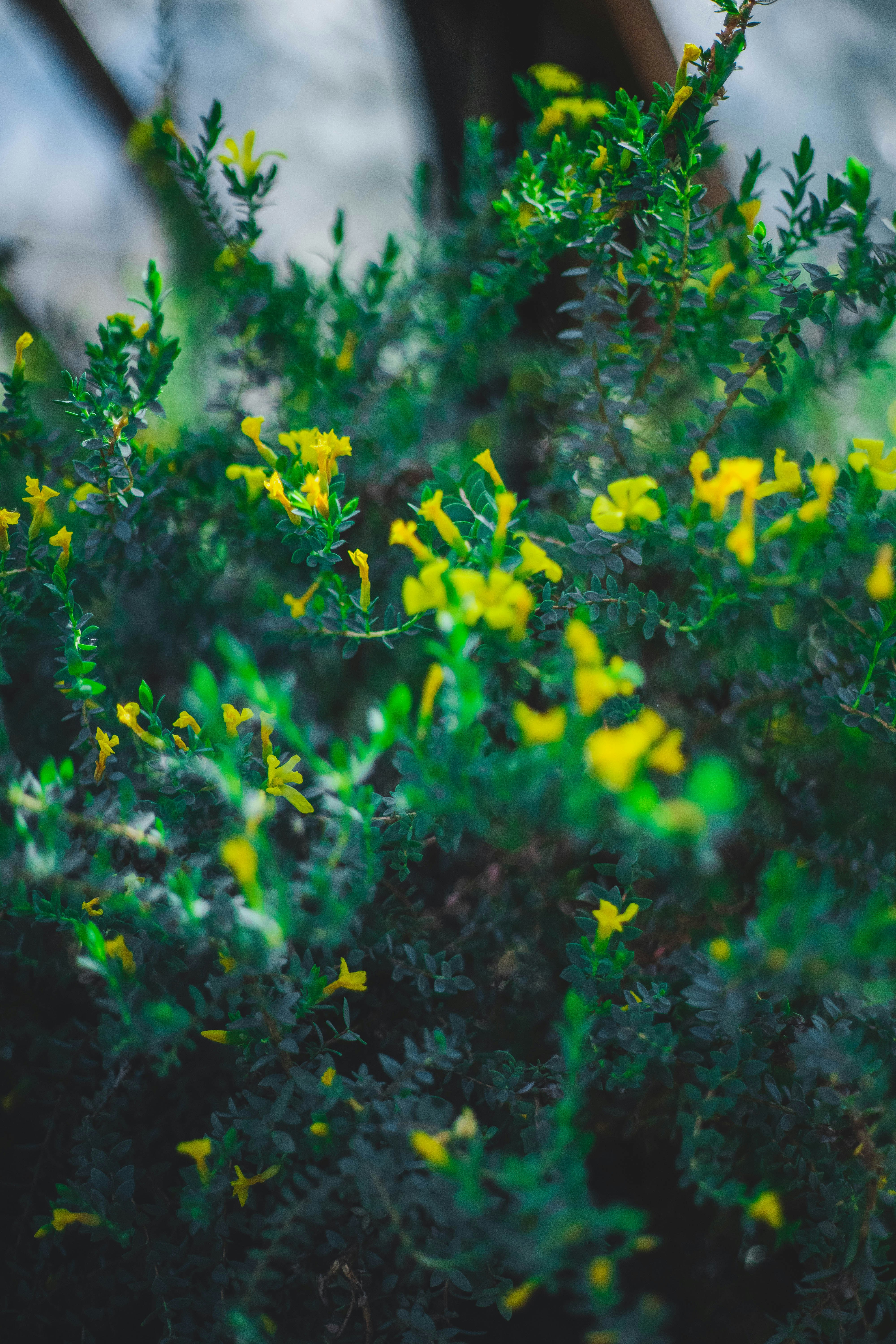 Sunlit yellow blooms piercing a green thicket
