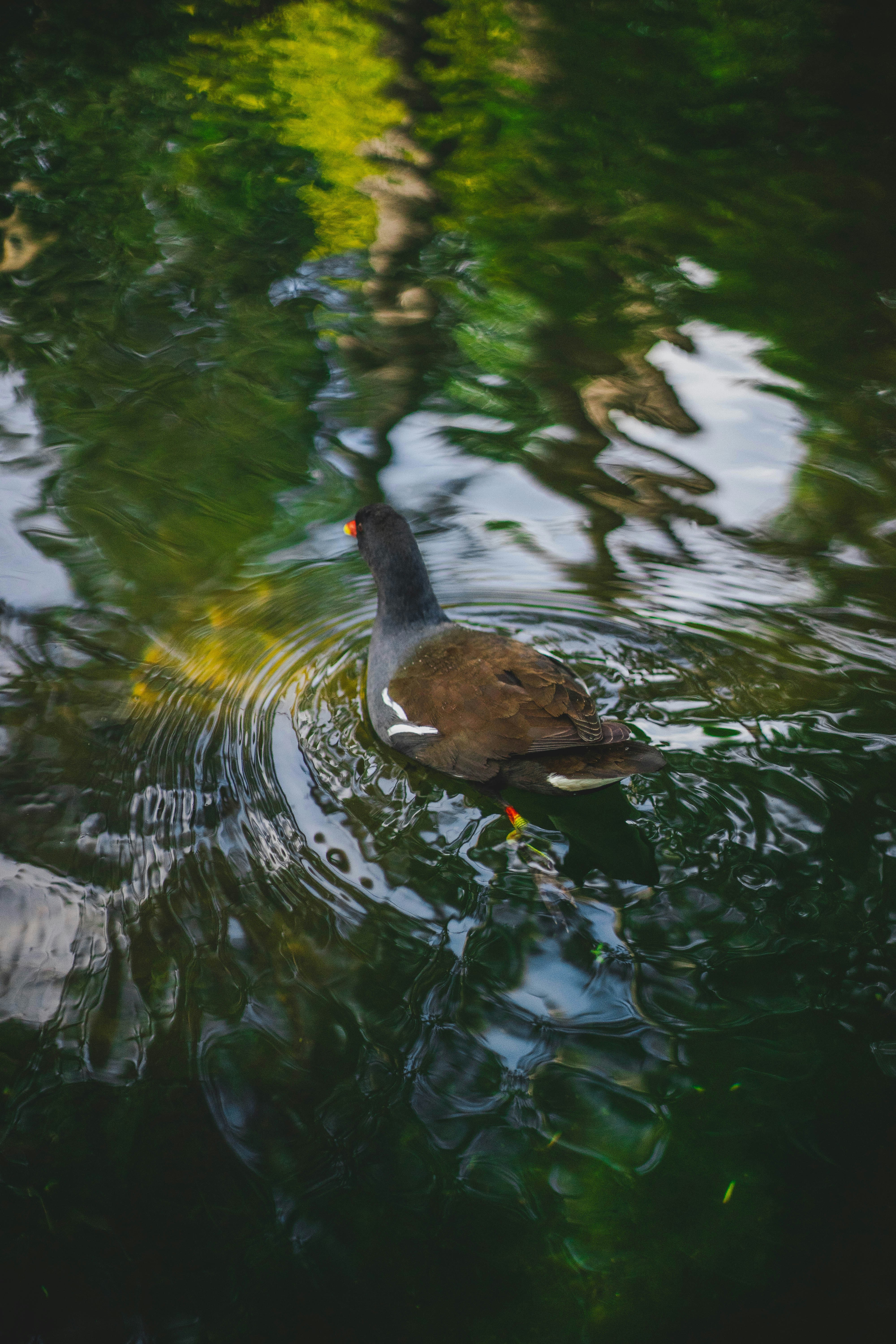 Red-eyed Waterfowl in Rippling Green Mirror