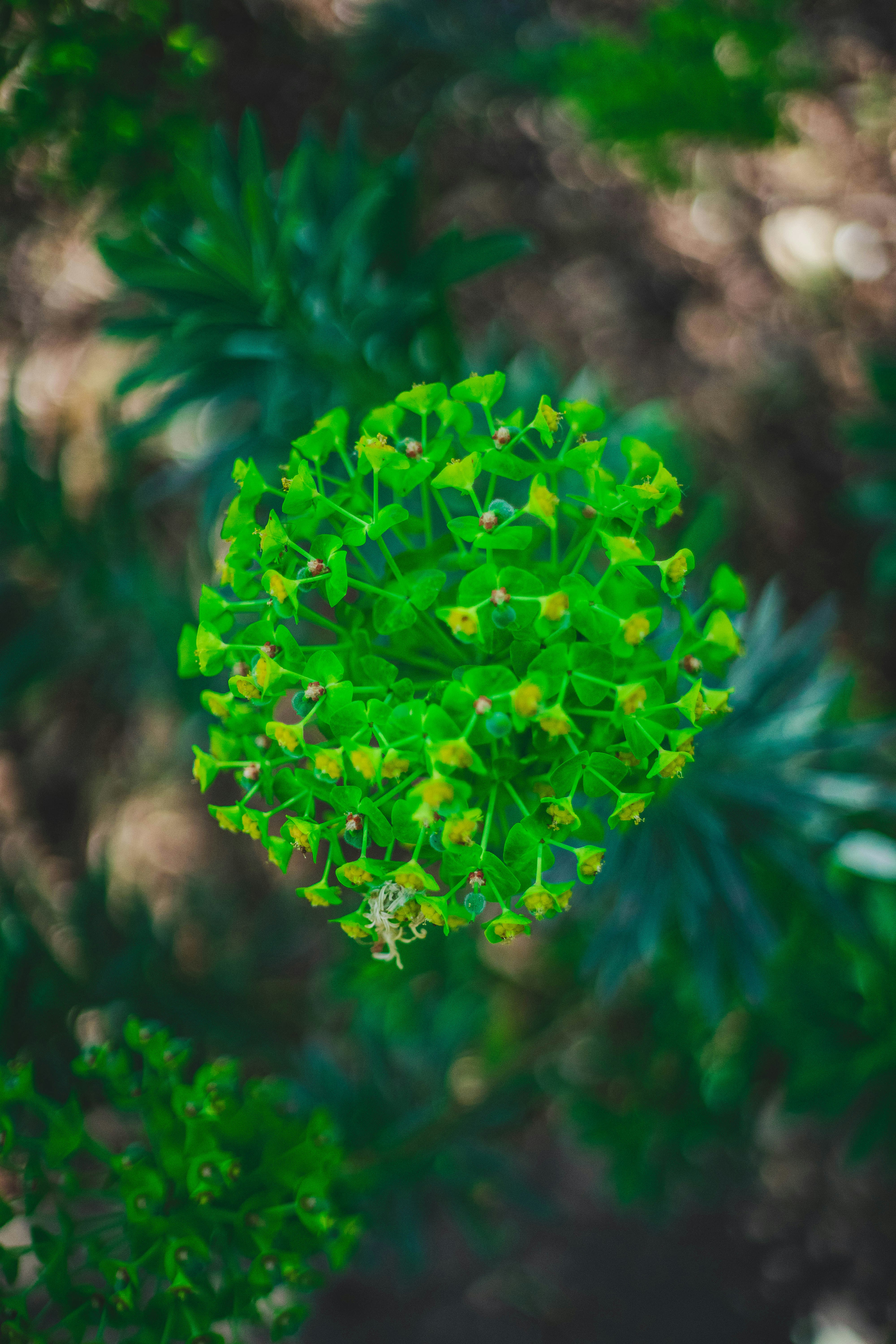 Emerald Crown: A Sunlit Green Spherical Bloom