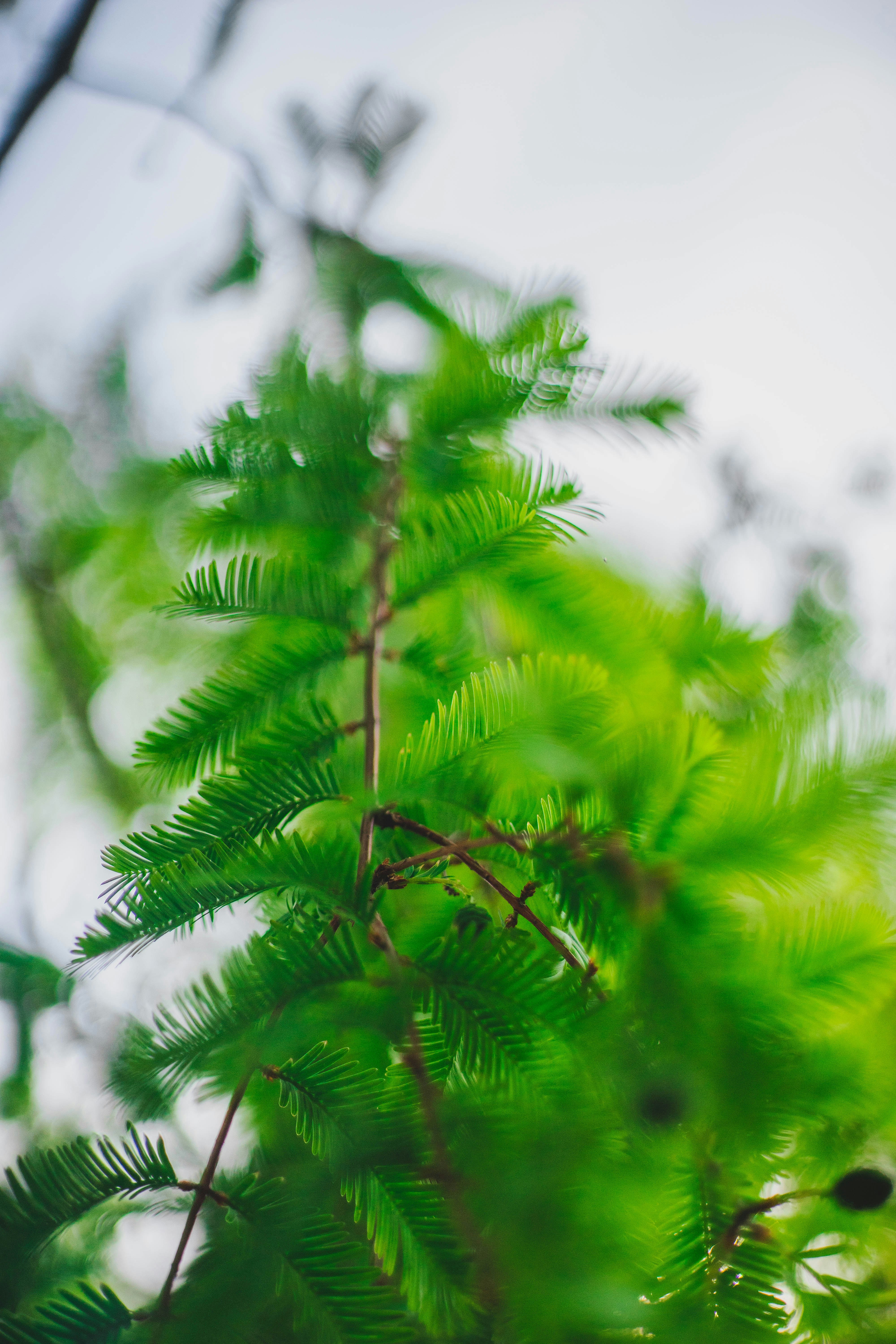 Emerald Fronds in Soft Focus