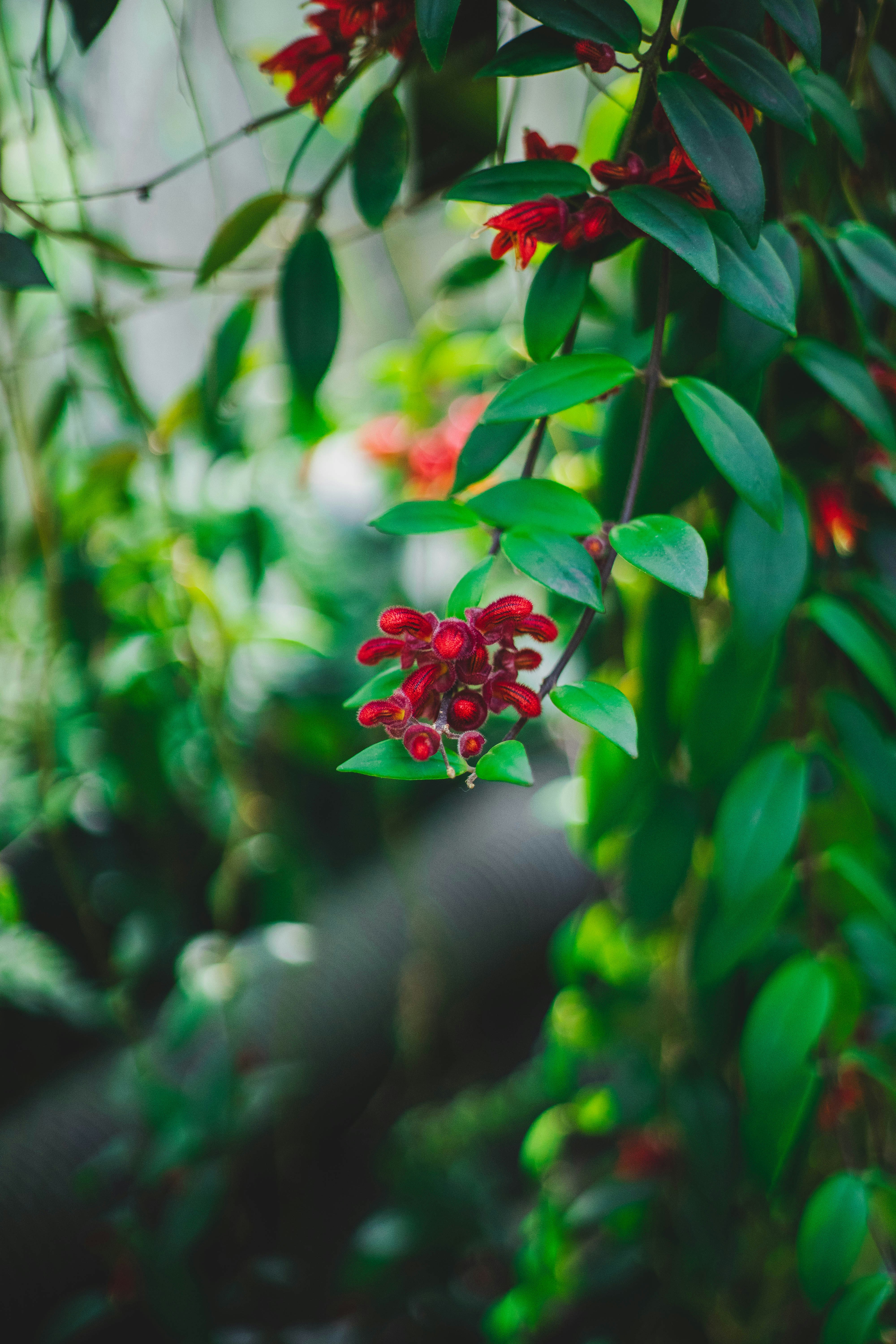 Crimson Buds in a Verdant Veil