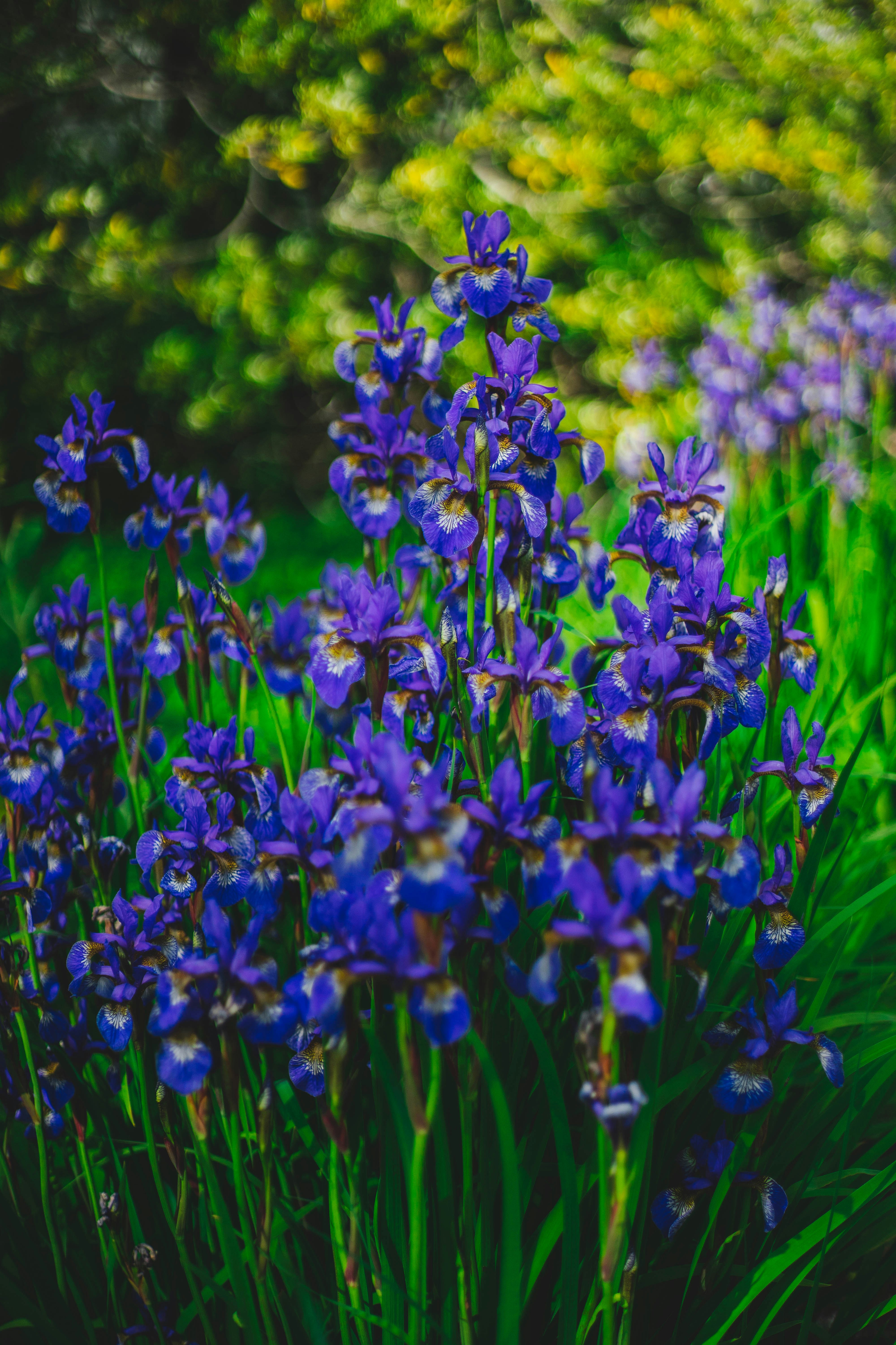 Azure Bloom Field: Irises Reaching Toward Spring Light