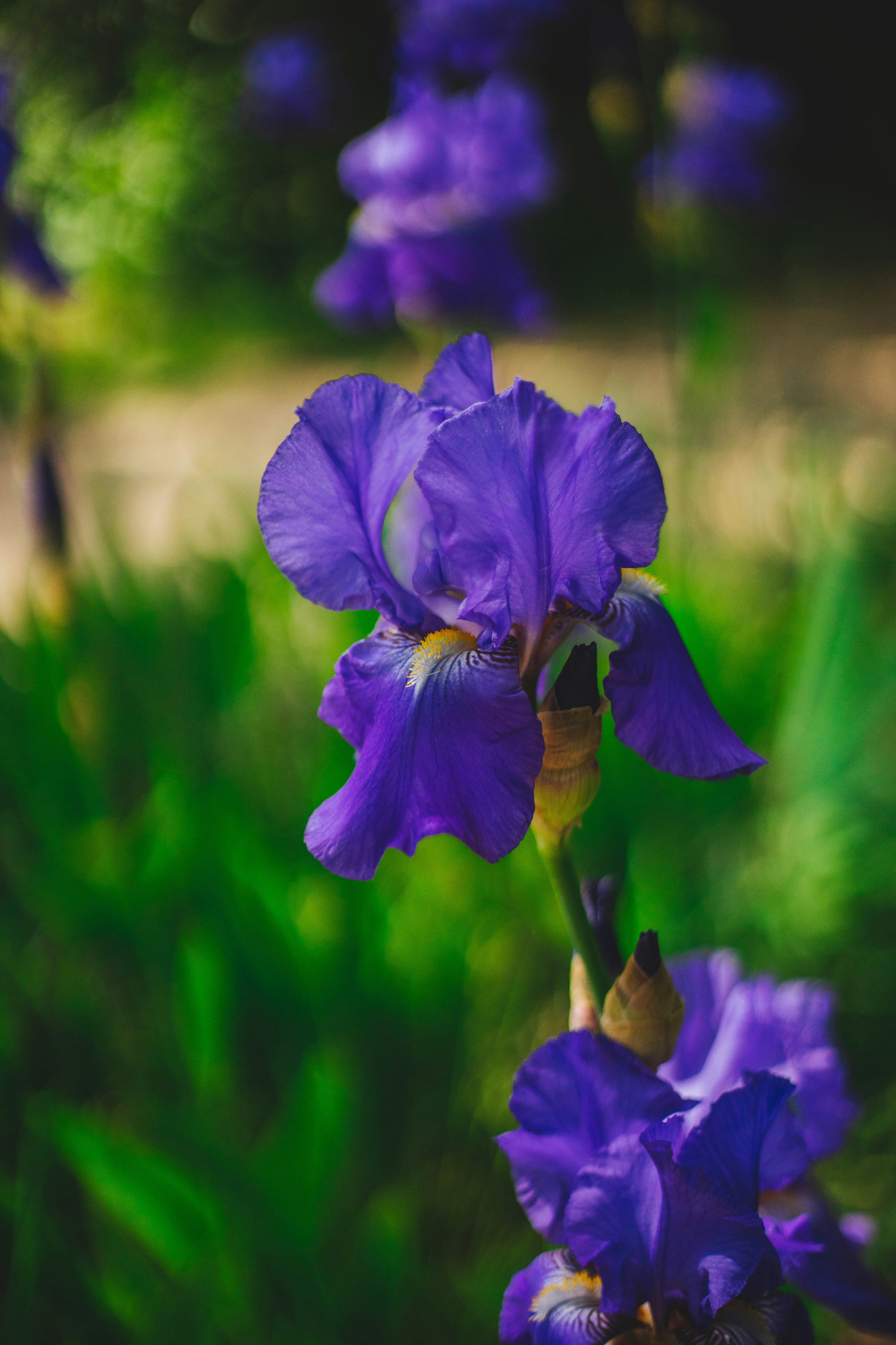 Purple Iris in Soft Focus Garden Glow