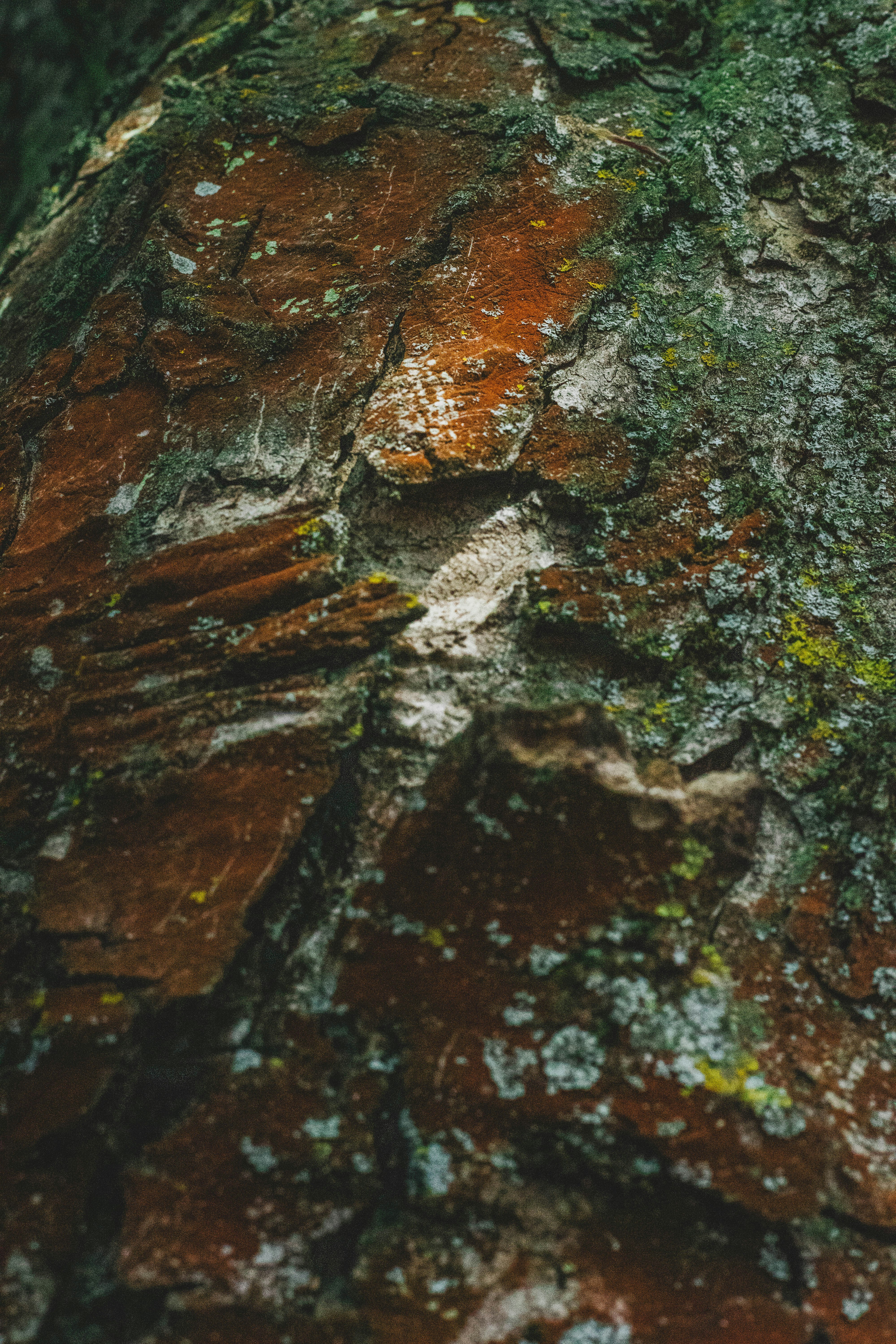 Rugged Bark: Moss and Lichen in Quiet Light