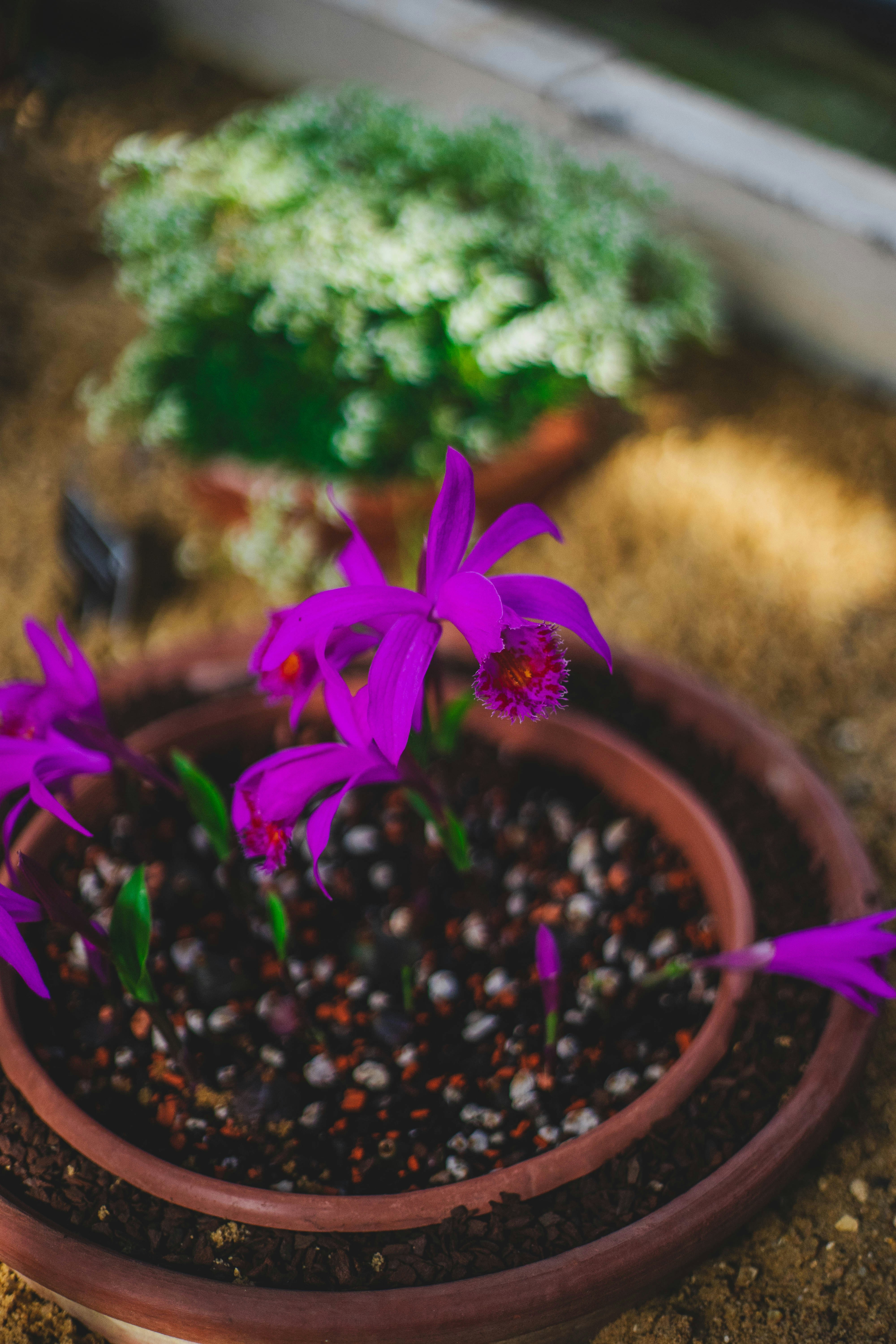 Purple orchid petals encircle a potted bloom in a sunlit garden