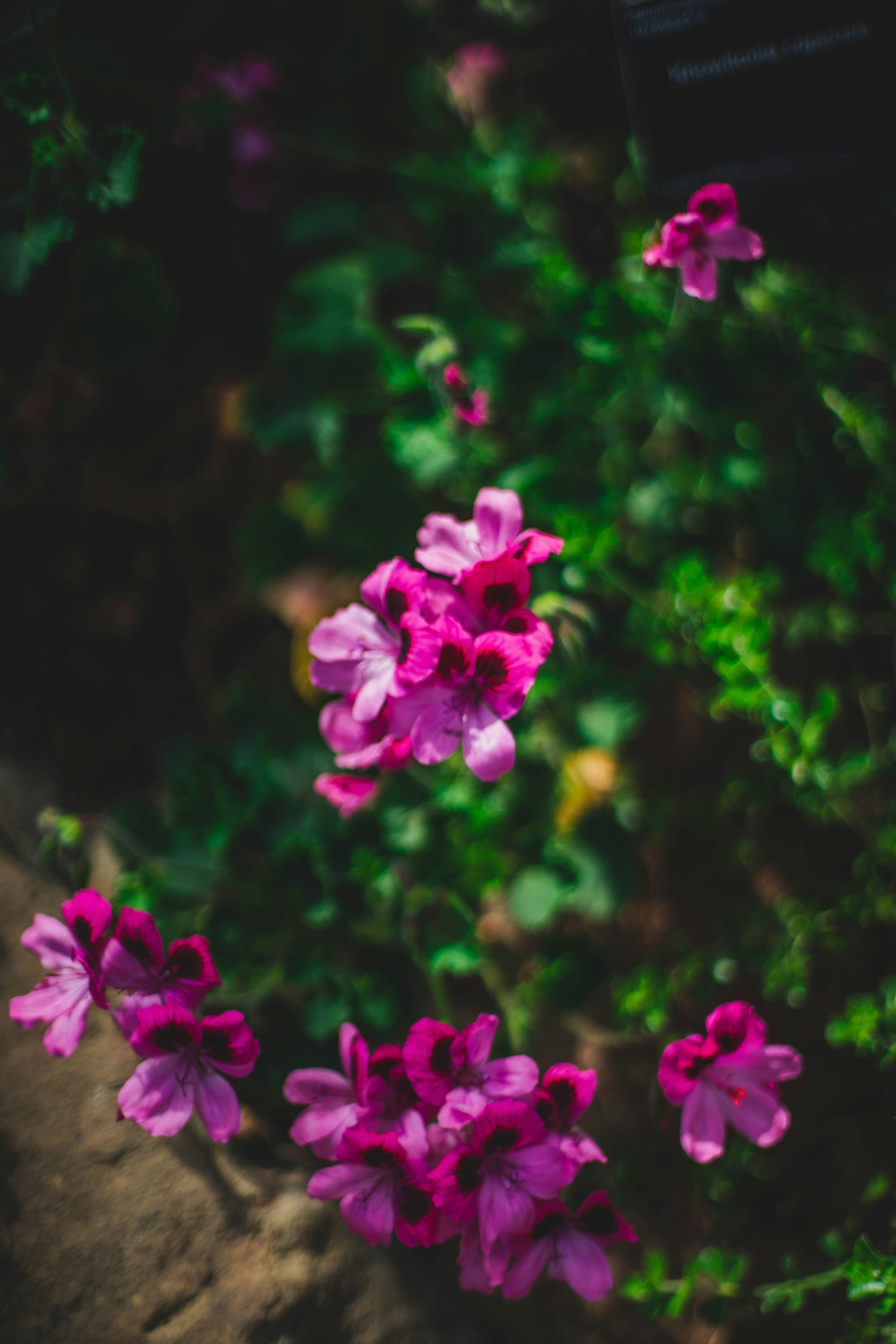 Pink Petals in a Veiled Garden