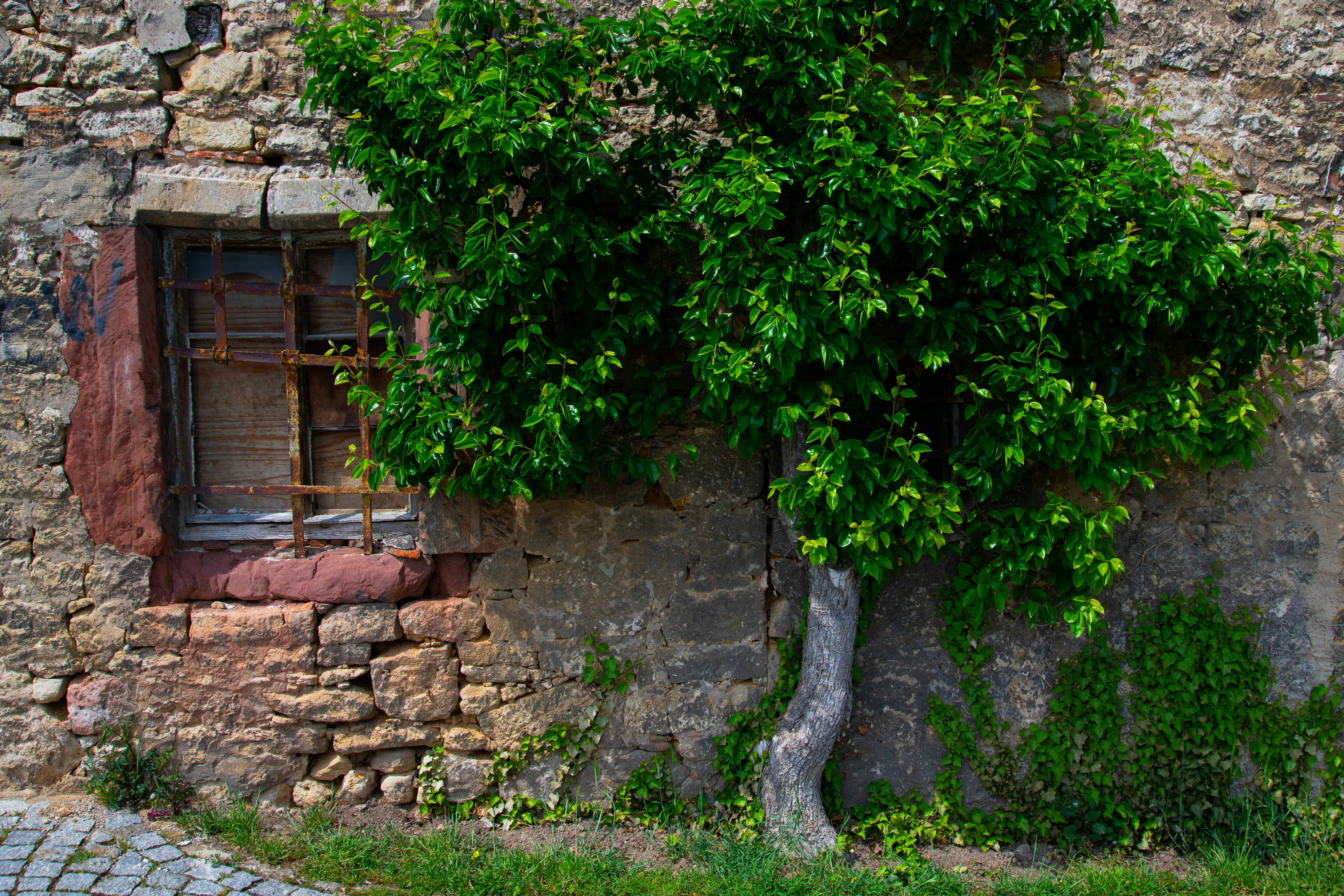 Green Ambition Climbing the Stone Facade