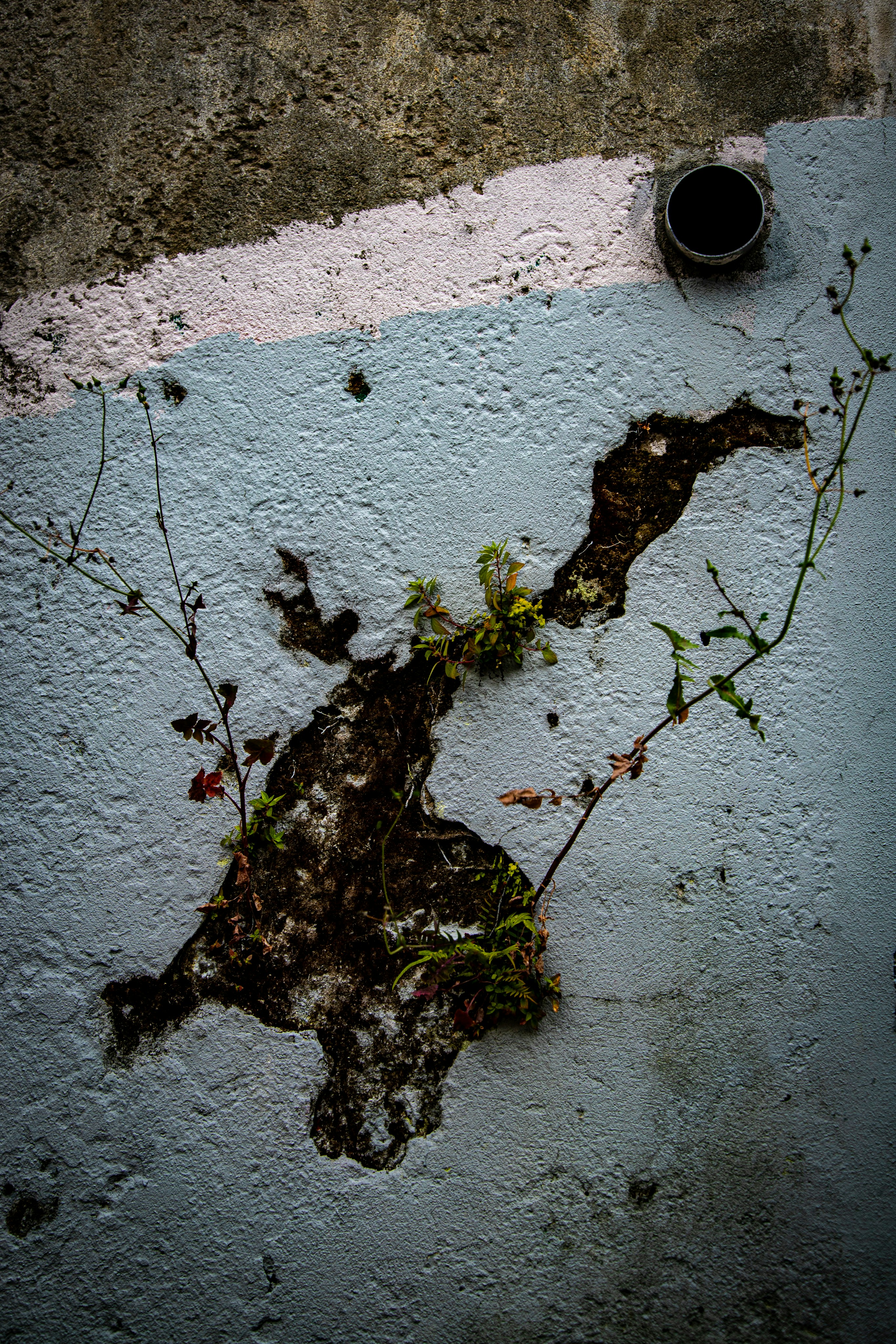 Cracked Blue Wall with Vine-Claimed Crack