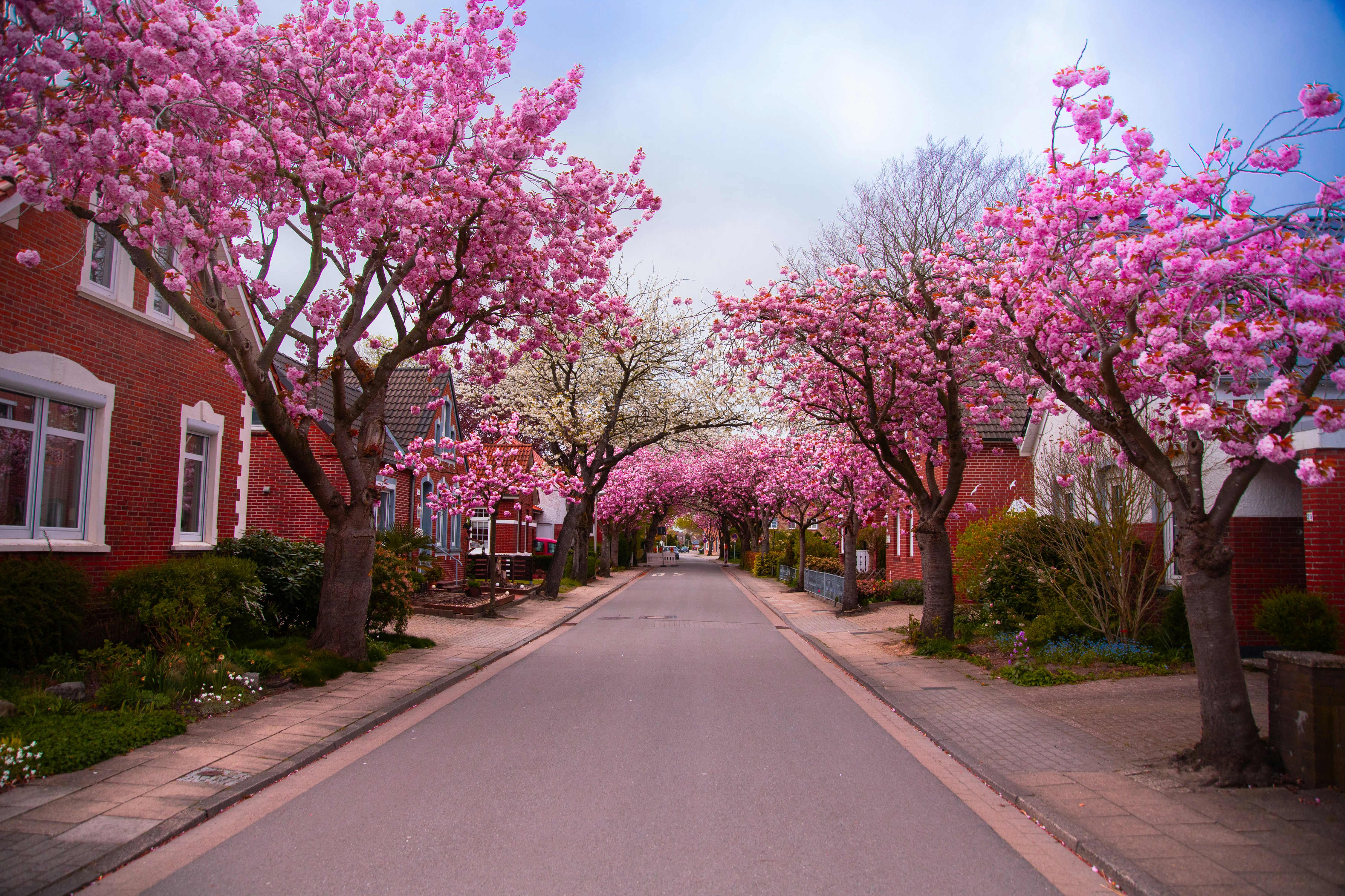 Blossom Avenue: A Quiet Cherry-Tree Boulevard
