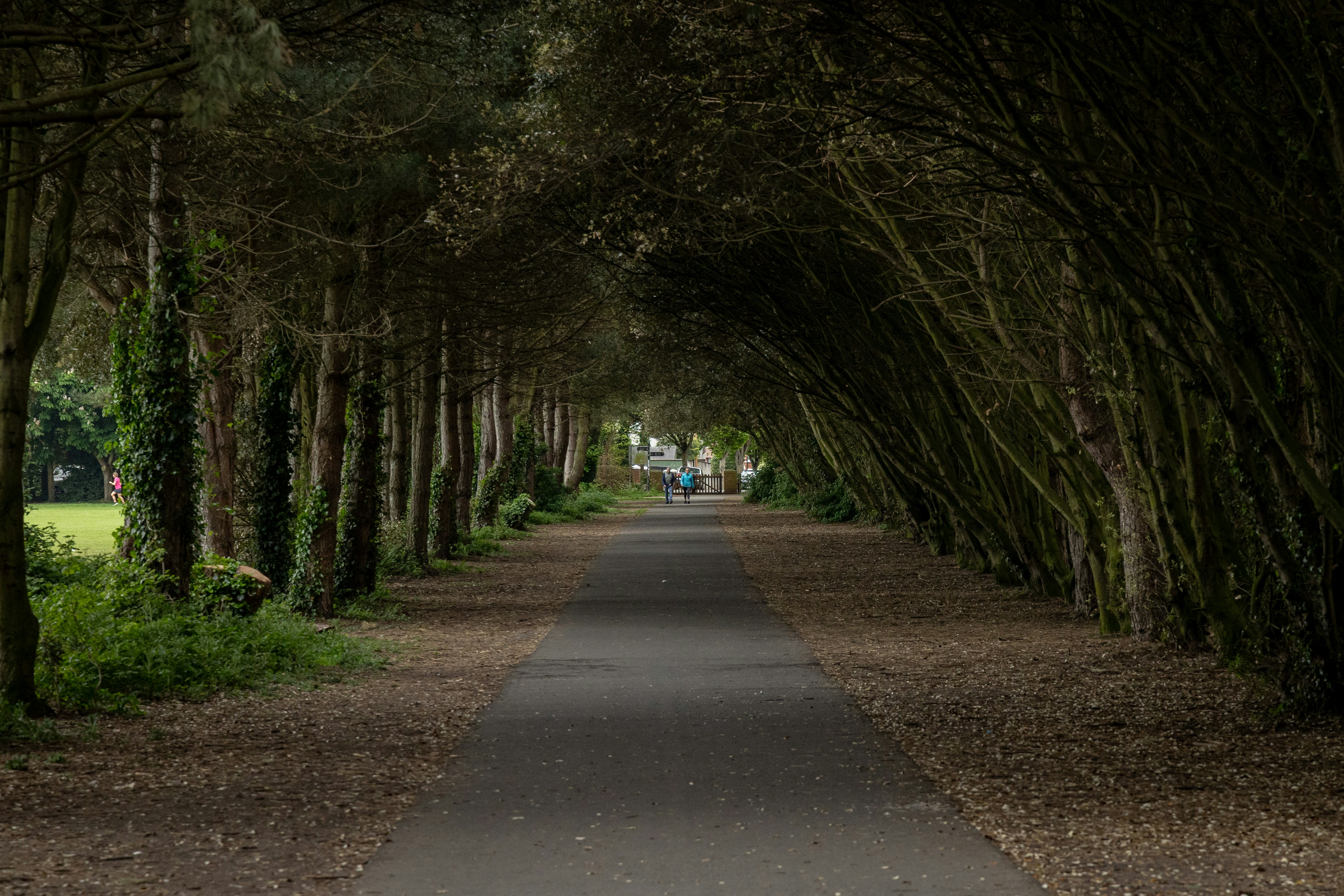 Tunnel of Trees: A Quiet Path Through Dark Canopy