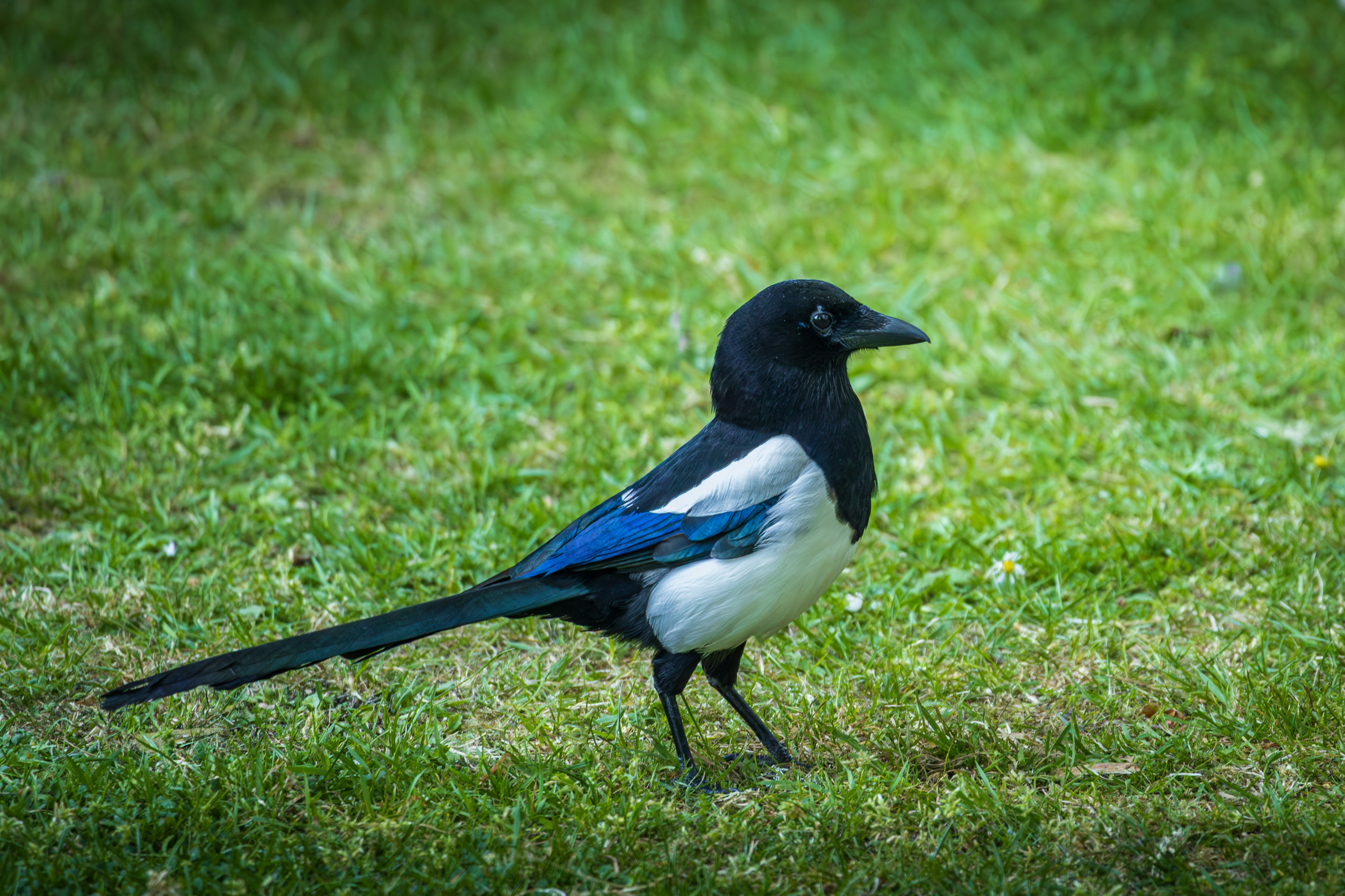 Midfield Magpie: A Black‑and‑White Visitor on the Lawn