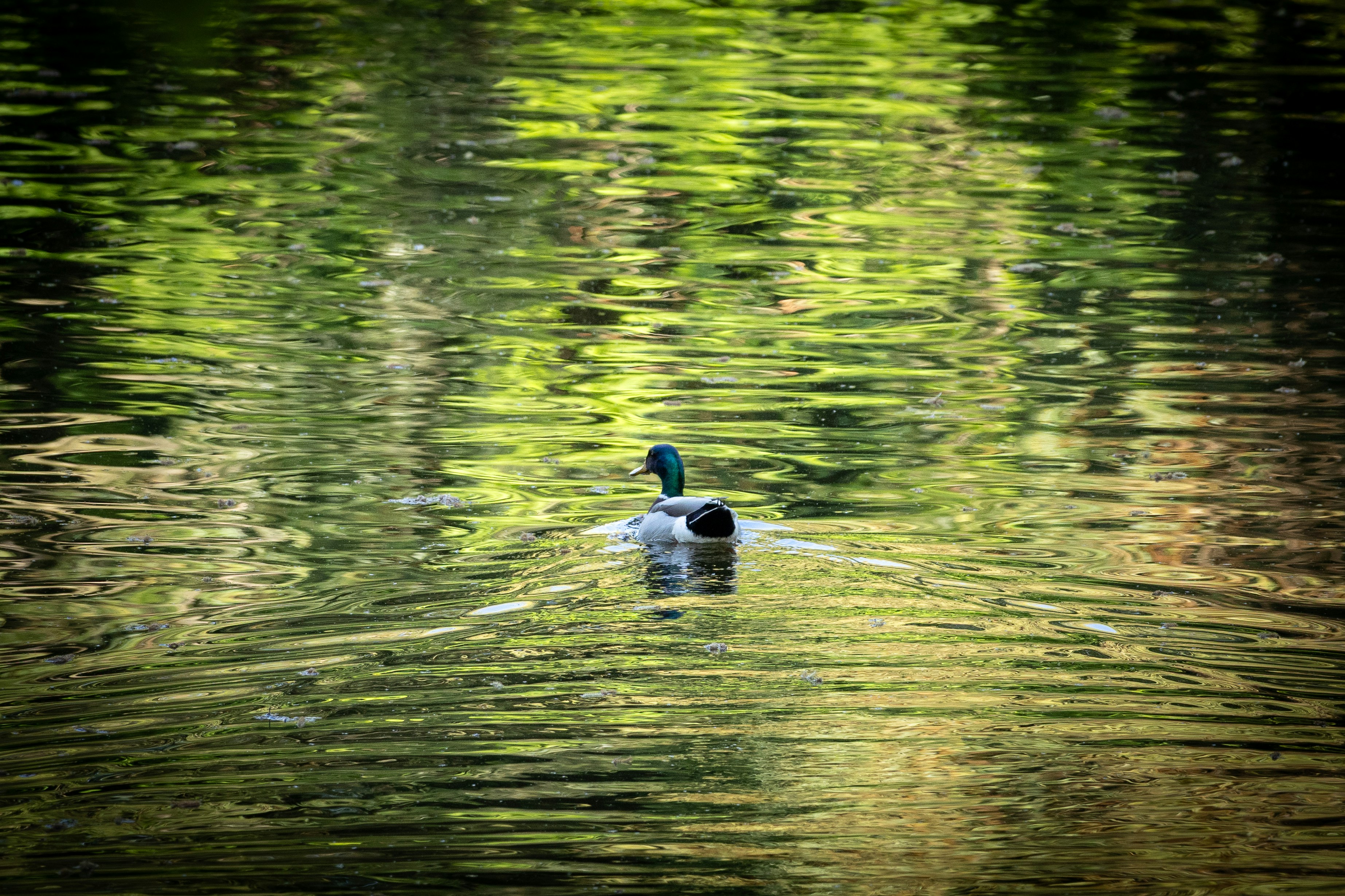 Reflected Quiet: A Mallard Centered in Dappled Light on Calm Water