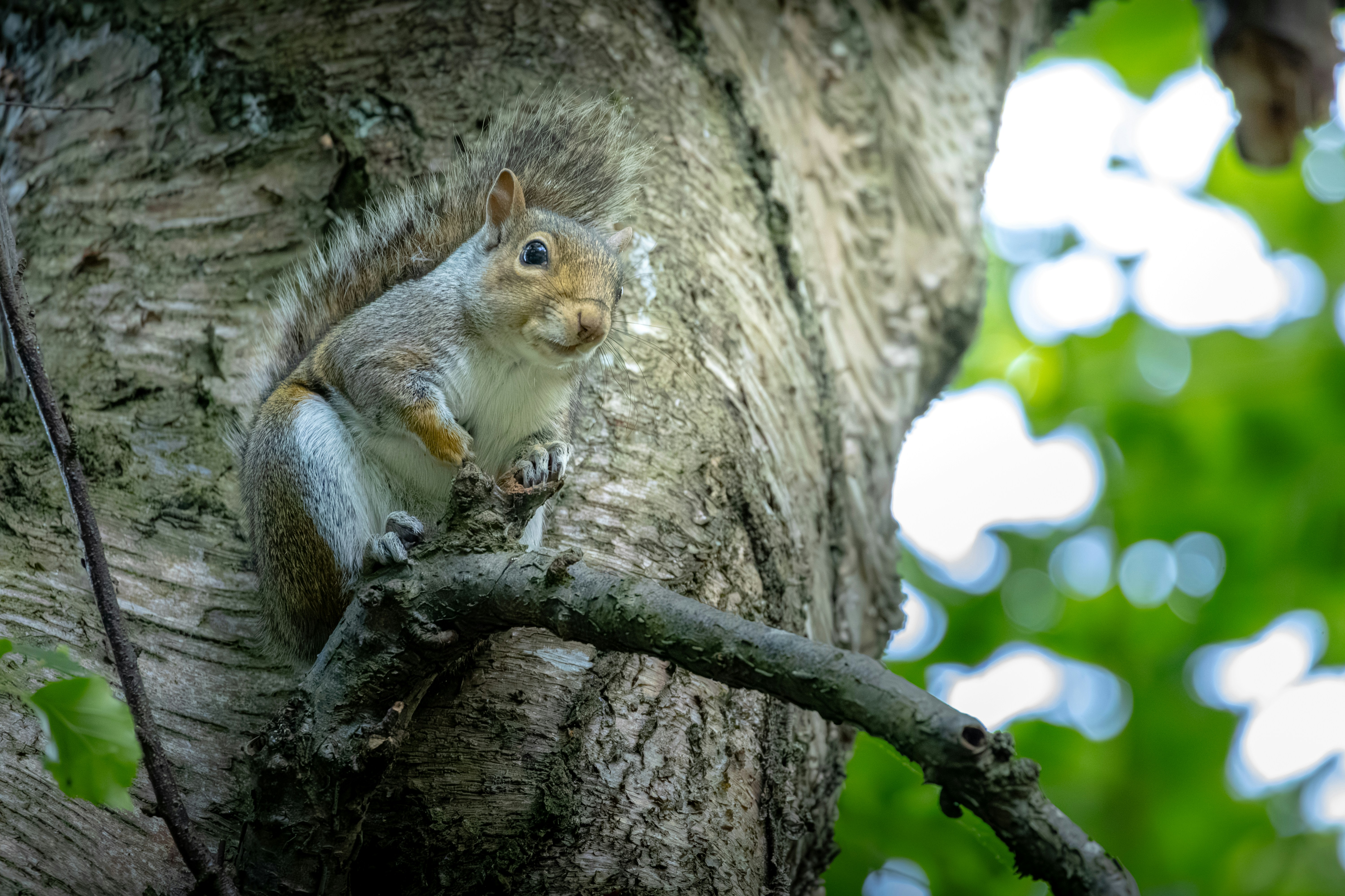 Squirrel on a Mossy Branch: Quiet Observation in Dappled Green