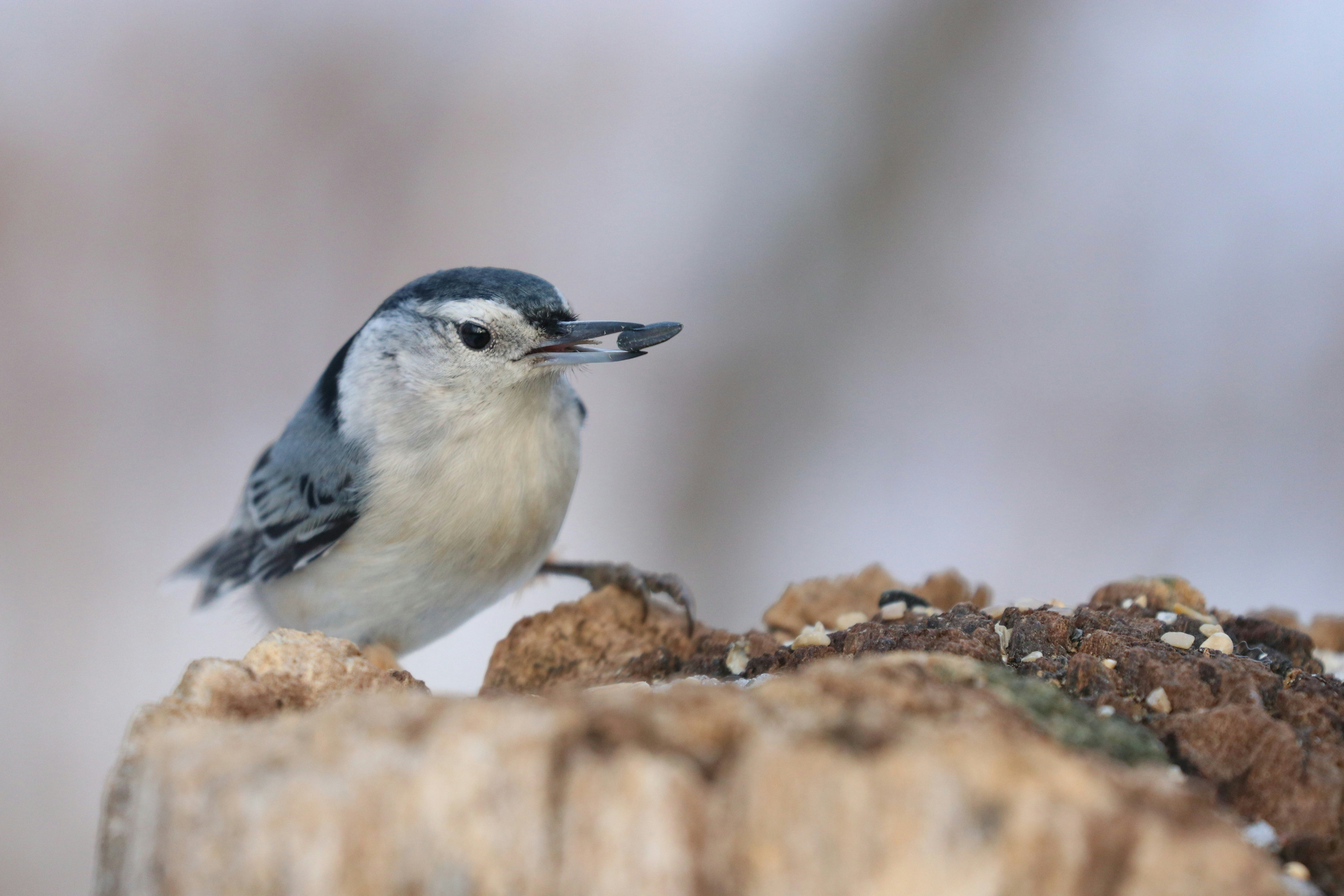 Tiny Watcher on a Crumbling Cliff