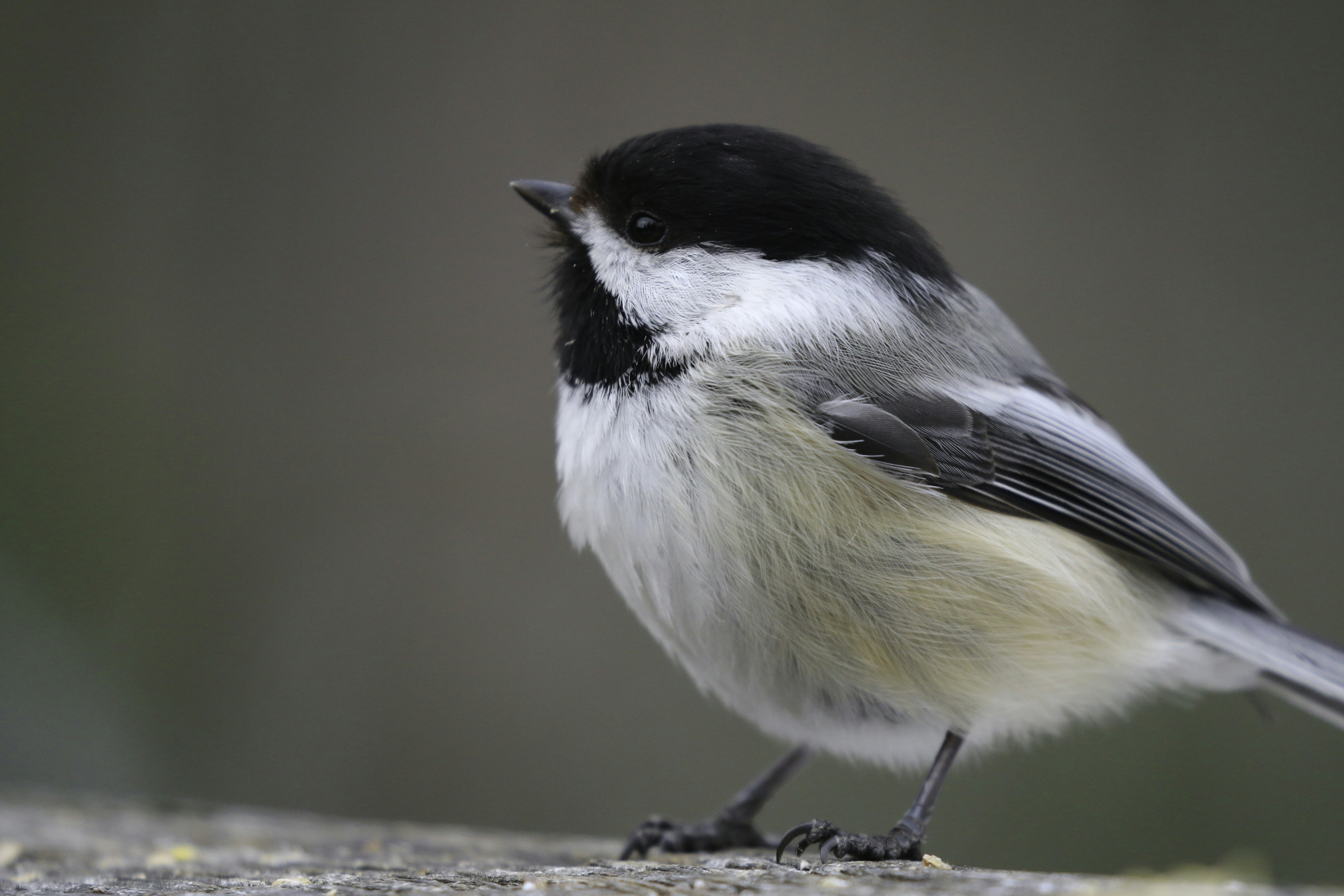 Tiny Coal Tit on a Weathered Perch