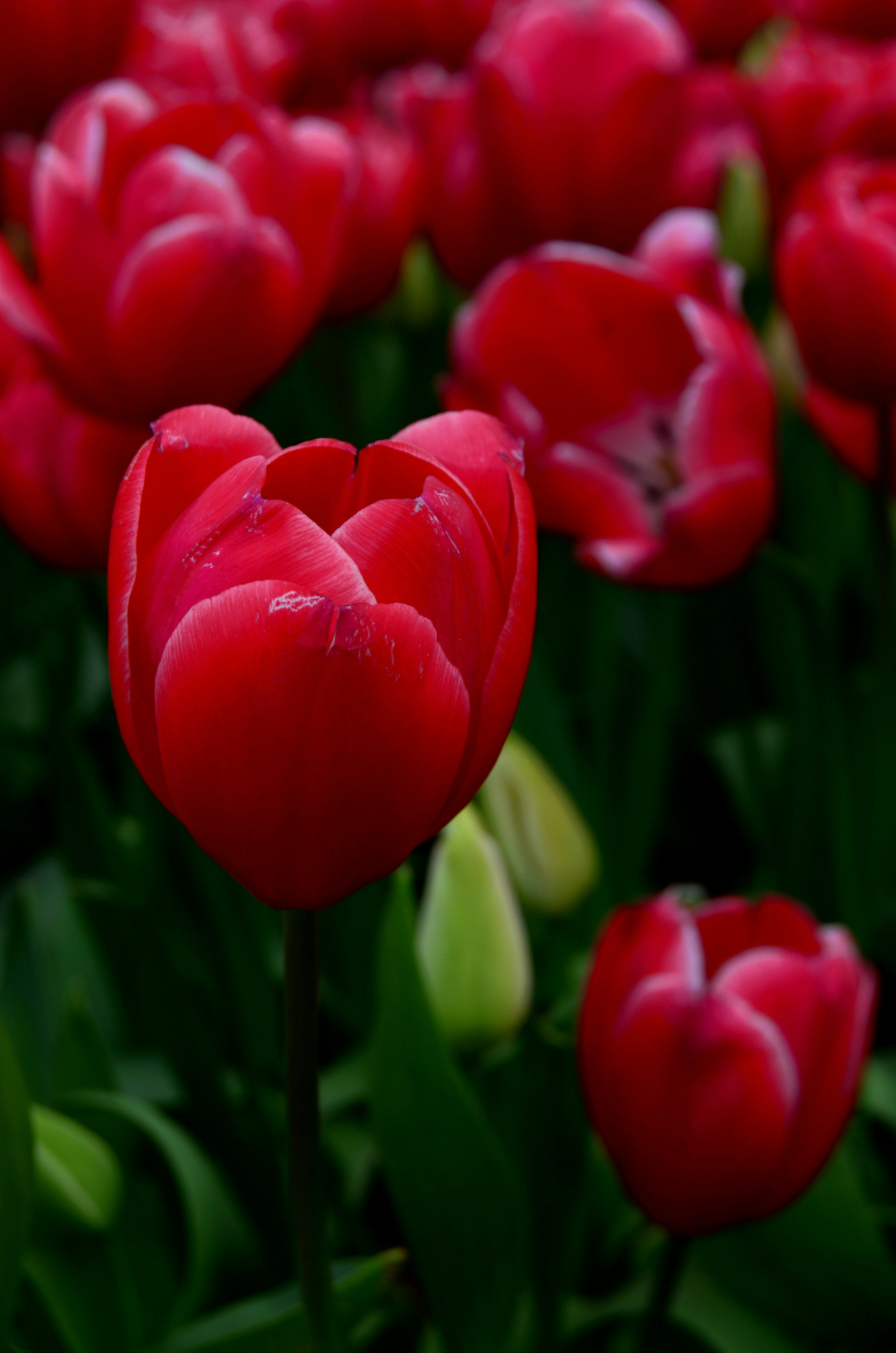 Crimson Tulip Spotlight: A Studio Still from a Glade of Red Buds