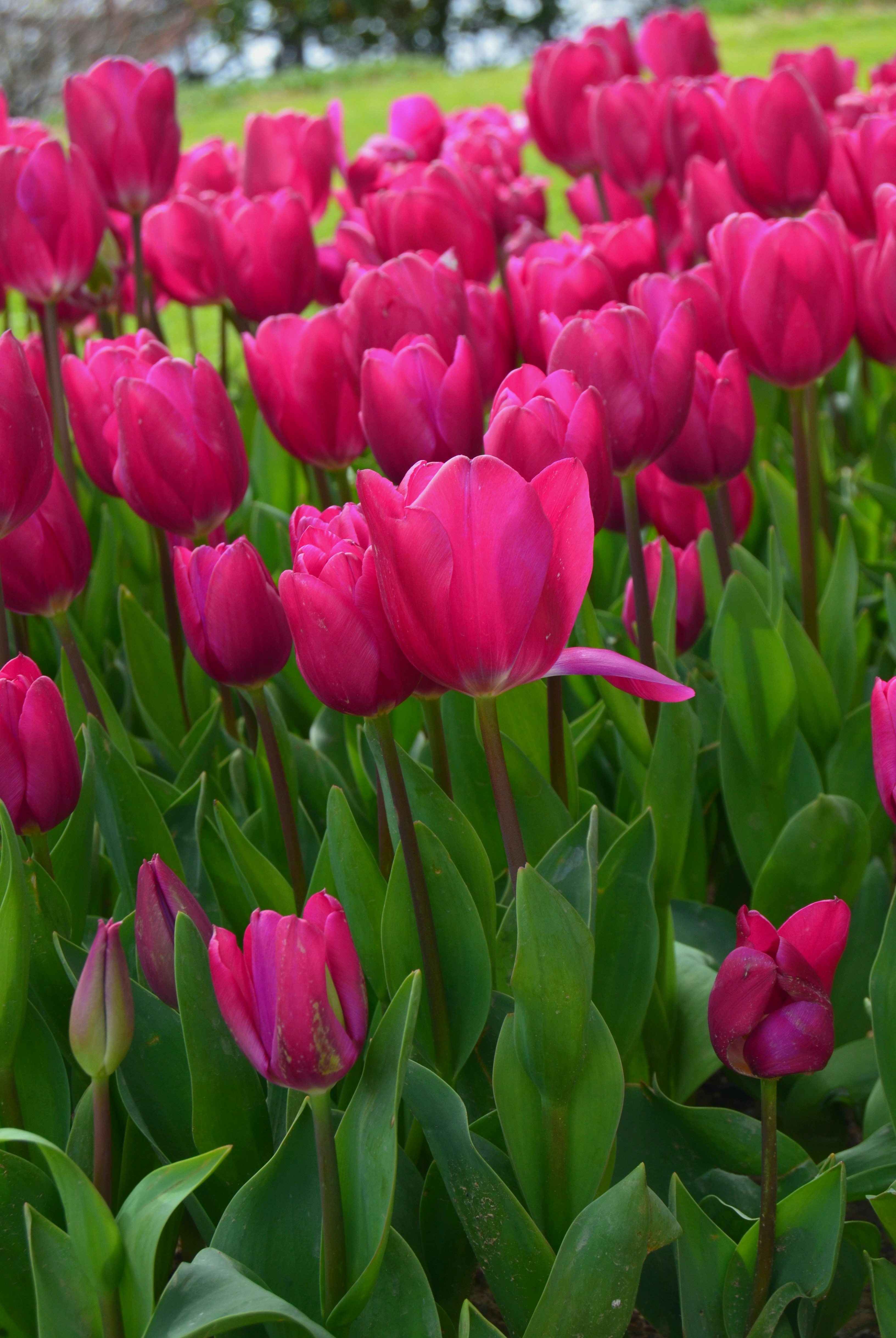 Vibrant Tulip Field: A Sea of Magenta Blossoms