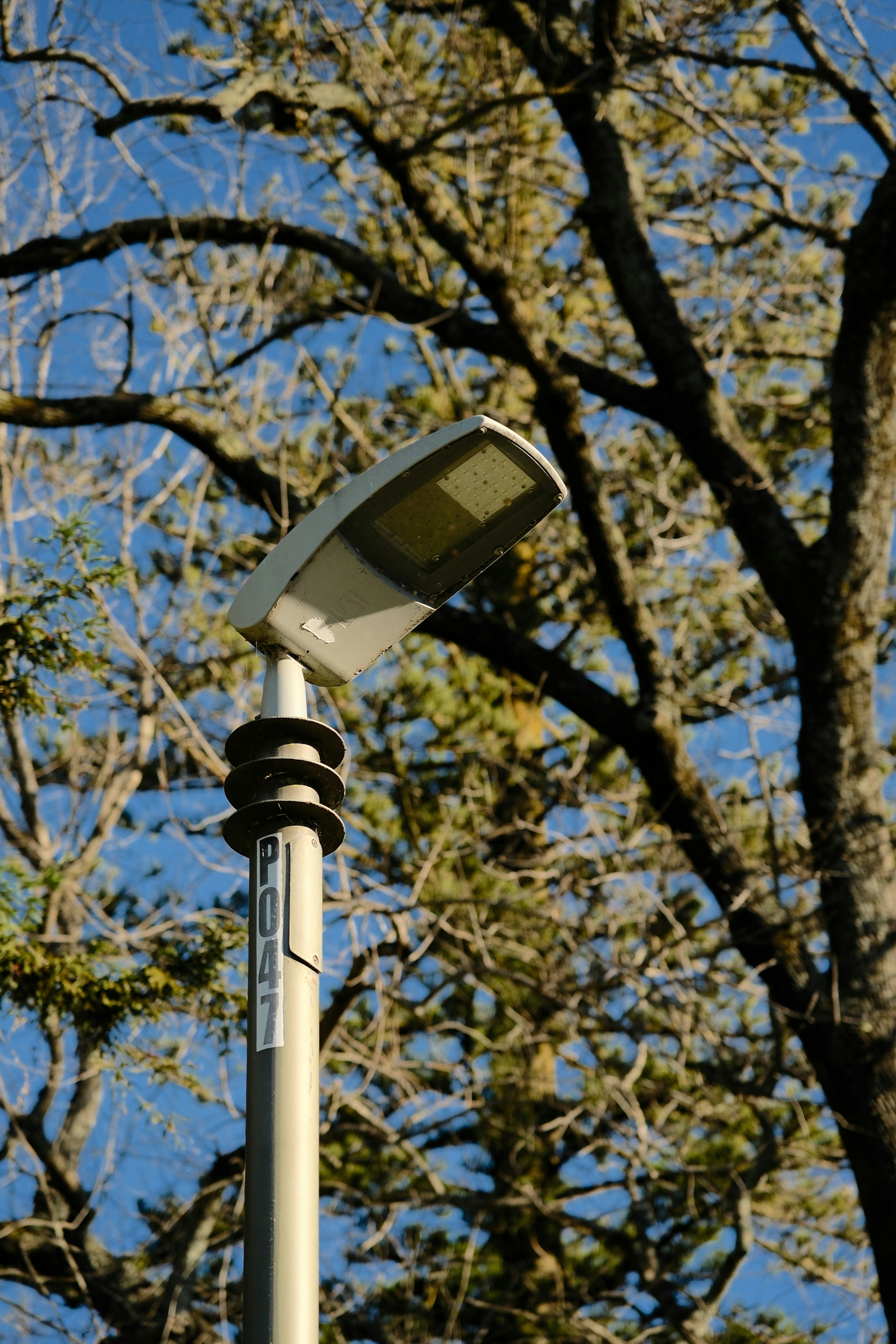 Mid-Crown Spotlight: A Street Lamp Against Sunlit Oaks