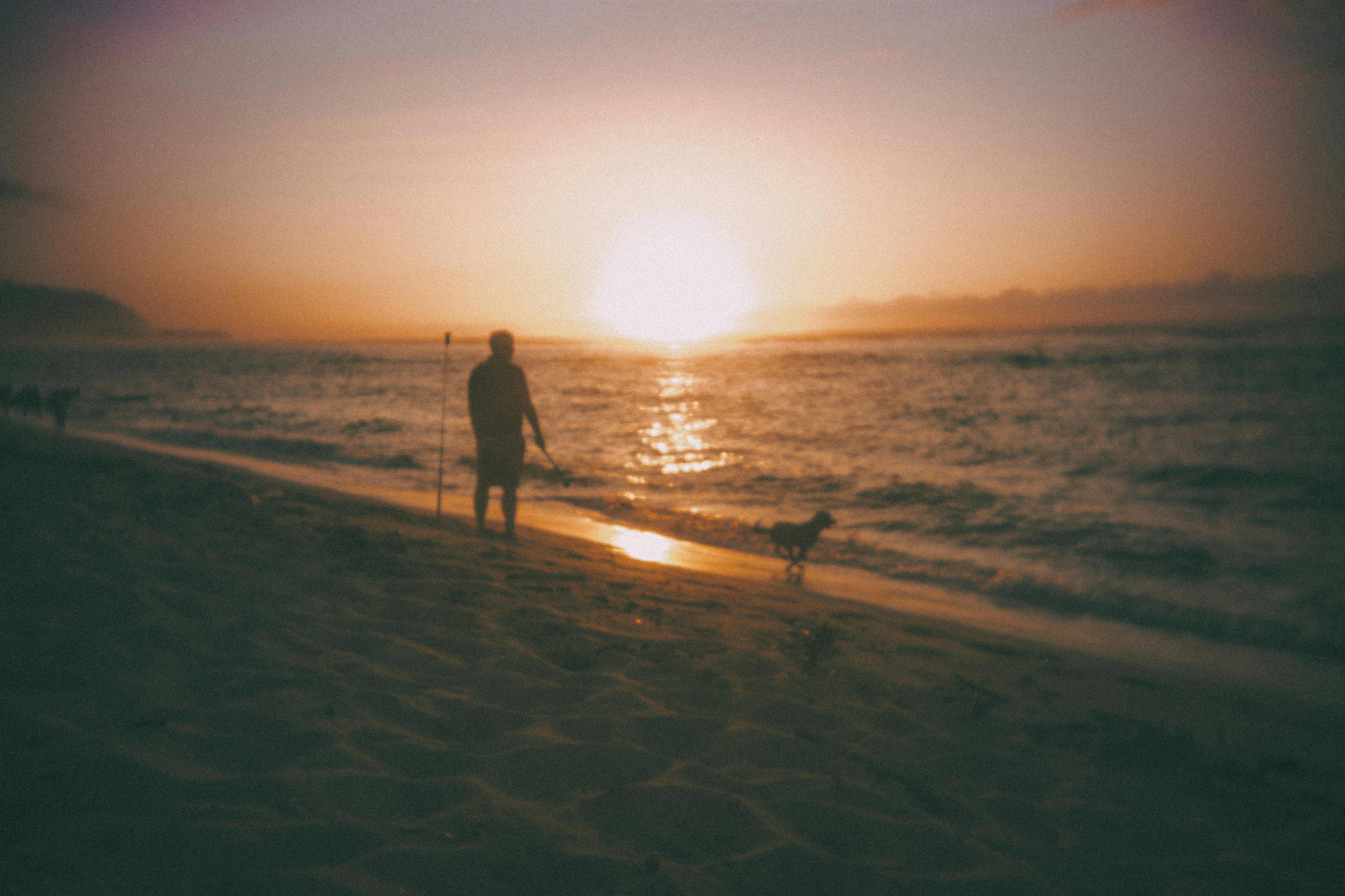 Sunlit Shorewalker and Dog at Dusk