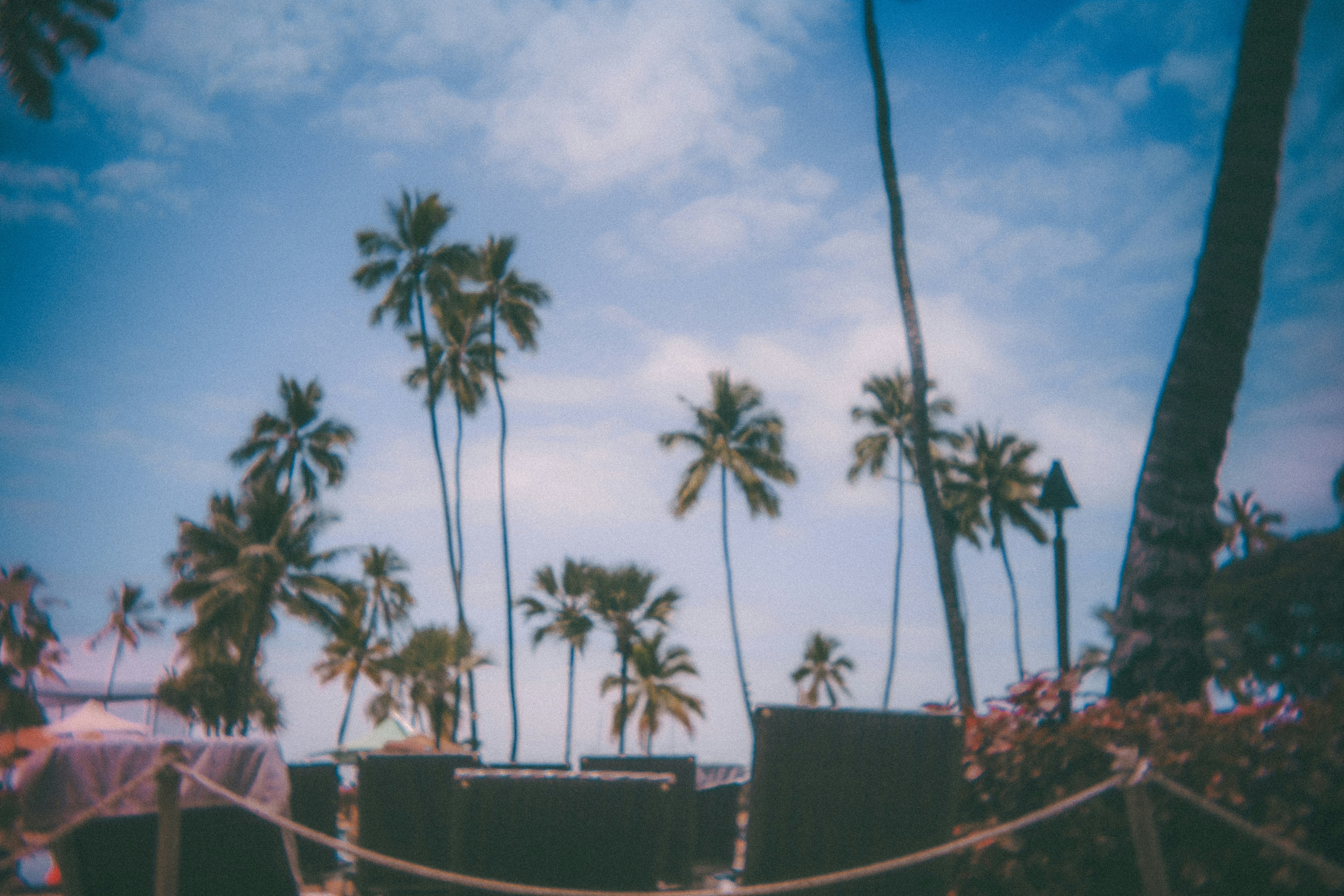 Palm Canopy Over Oceanfront Lounge at Dusk