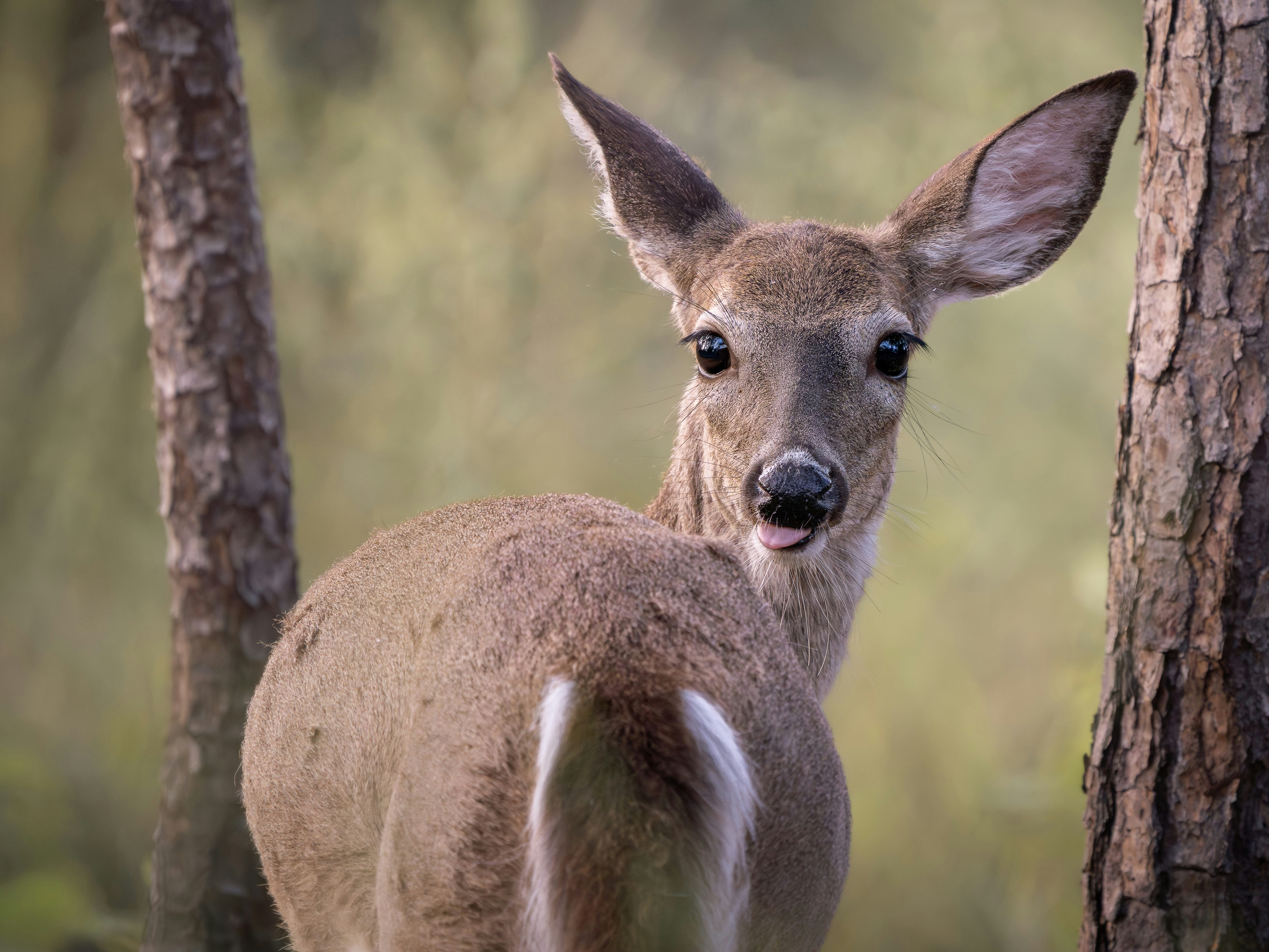 Alert Fawn at Forest Edge: A Deer Glance